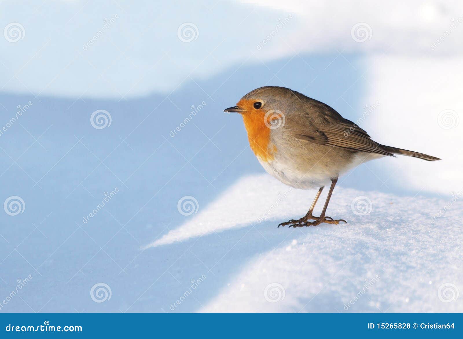 Robin sur la neige photo stock. Image du zoologie, patte - 15265828
