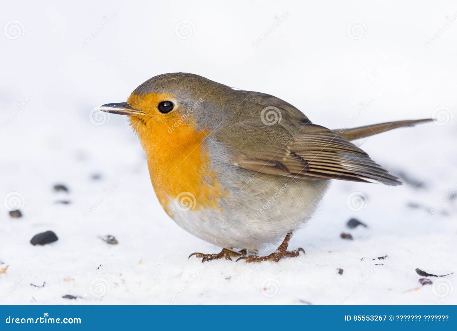 Robin sur une branche image stock. Image du ville, baies - 85553267
