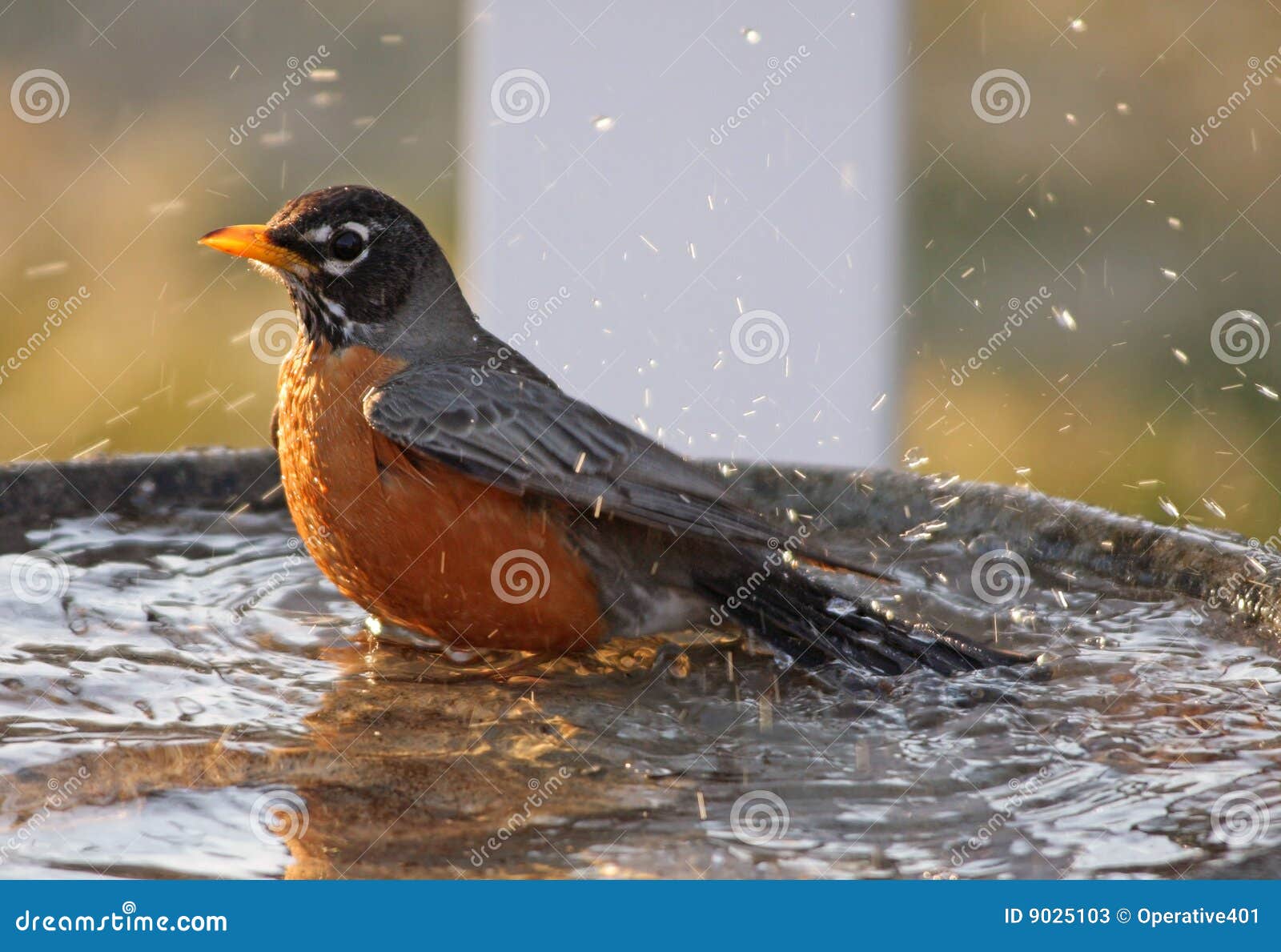 Robin taking a bath stock image. Image of splashing, watching - 9025103