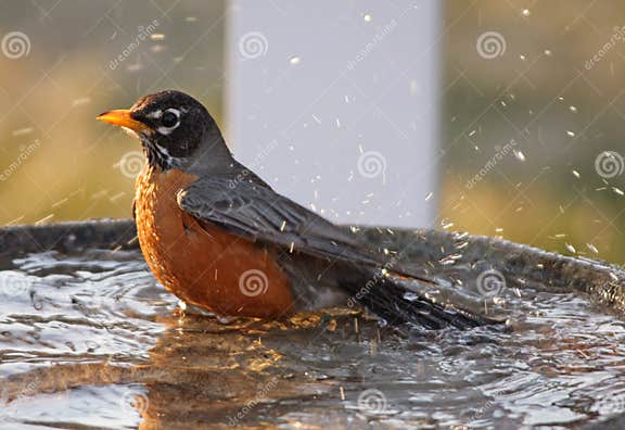 Robin taking a bath stock image. Image of splashing, watching - 9025103