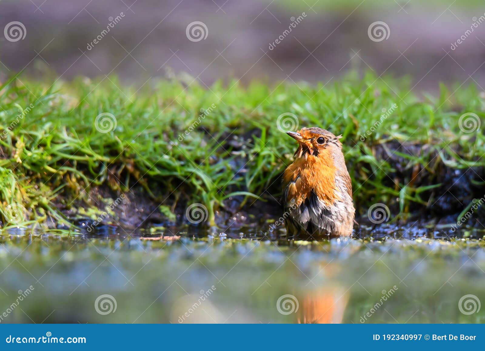 Robin taking a bath stock image. Image of water, orange - 192340997