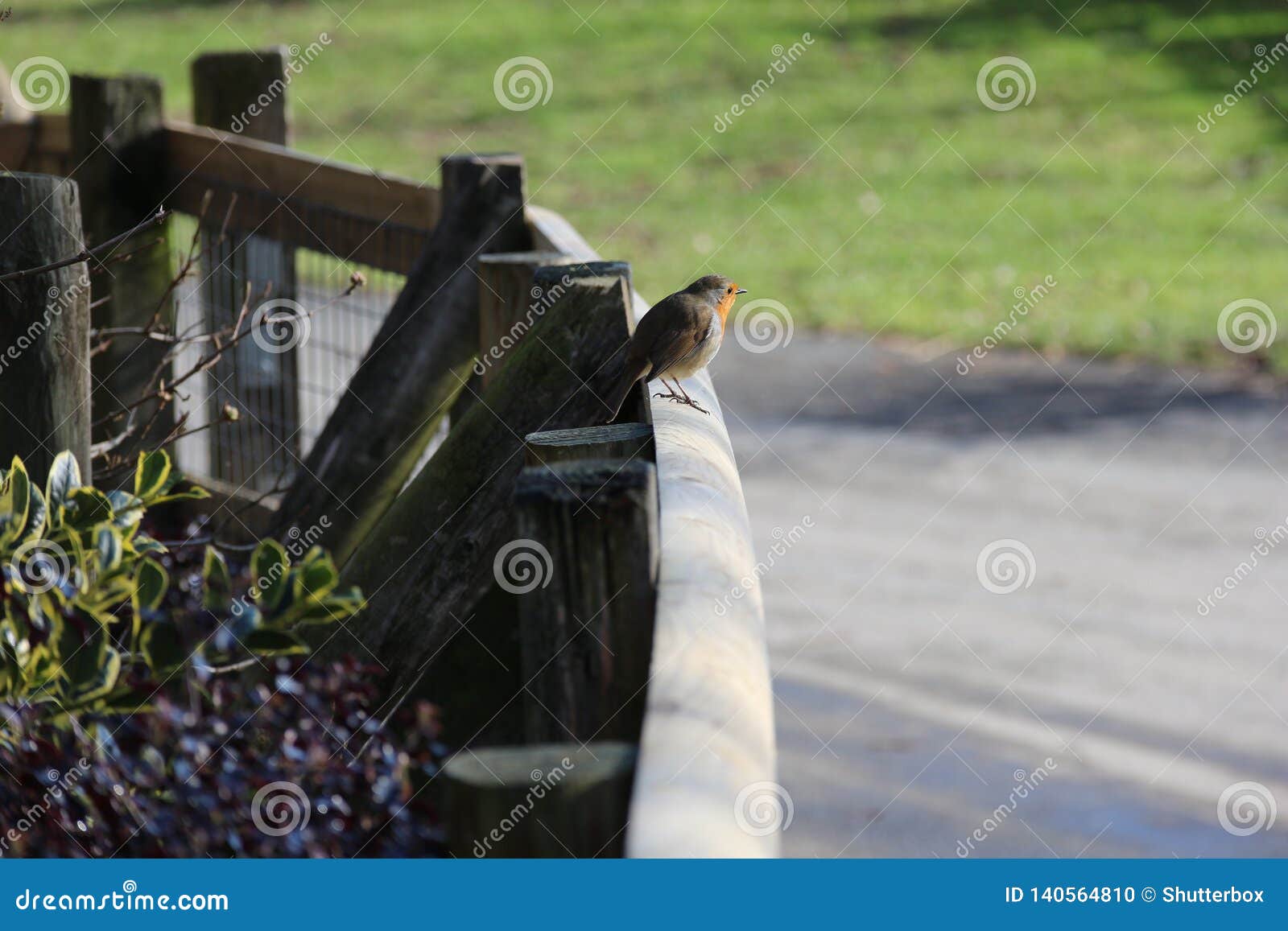 Robin Taking a Rest on on a Rail Stock Photo - Image of nature, beauty ...