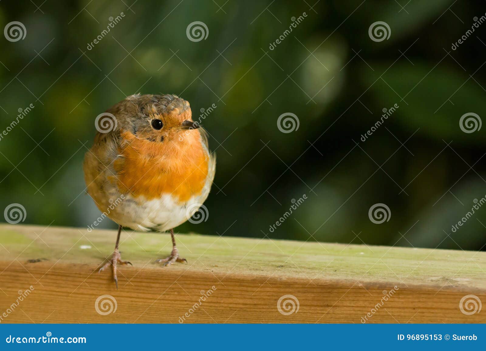 Robin with Text Space stock image. Image of wildlife - 96895153