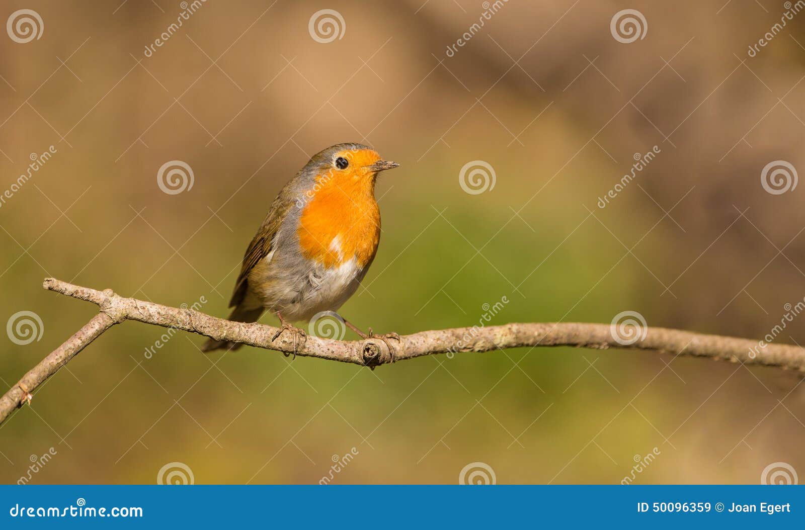 Robin on thin branch stock image. Image of perches, european - 50096359