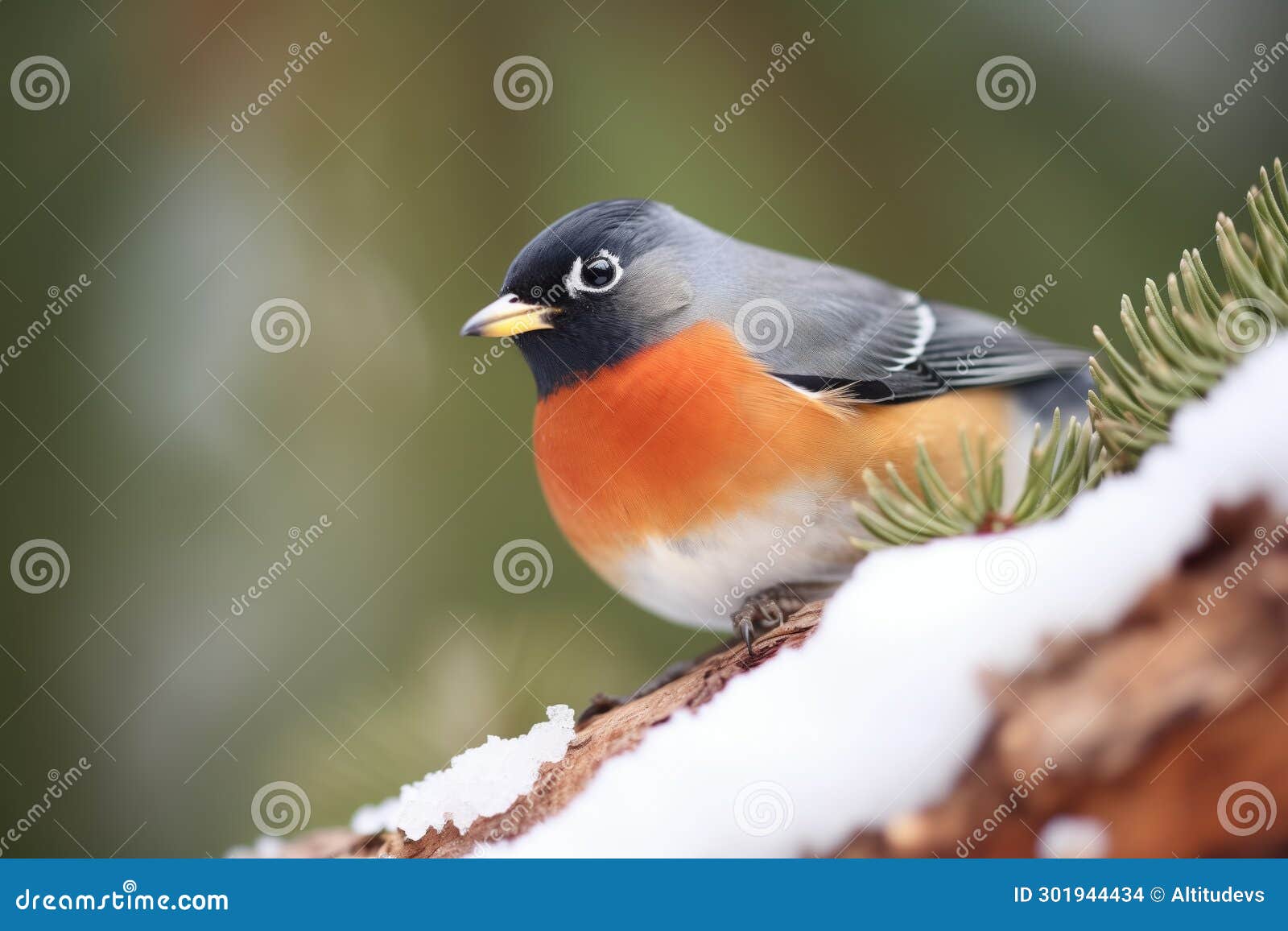 Robin Tilting Head on a Snow-touched Spruce Spine Stock Photo - Image ...