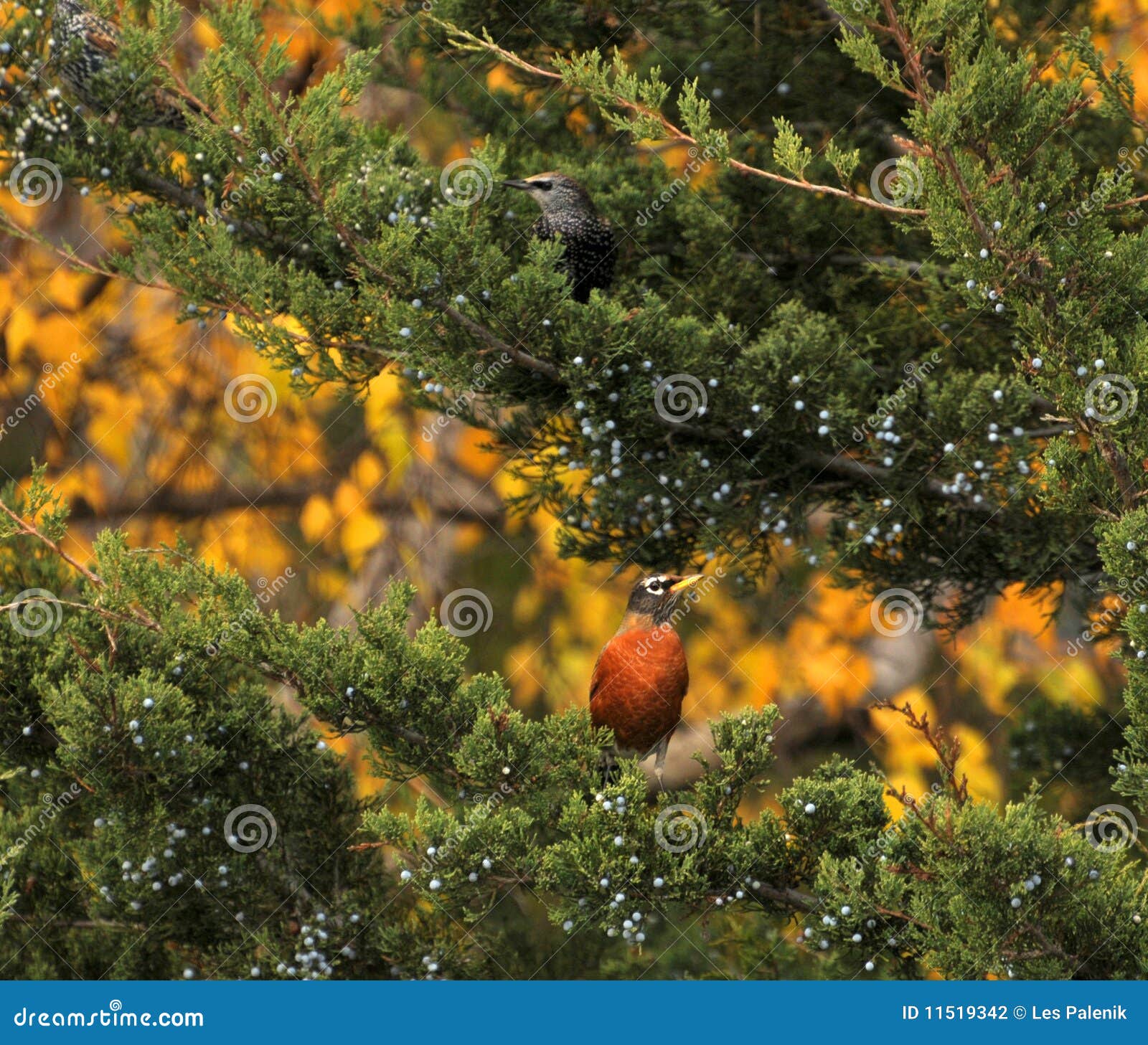 Robin in a tree stock photo. Image of evergreen, berries - 11519342