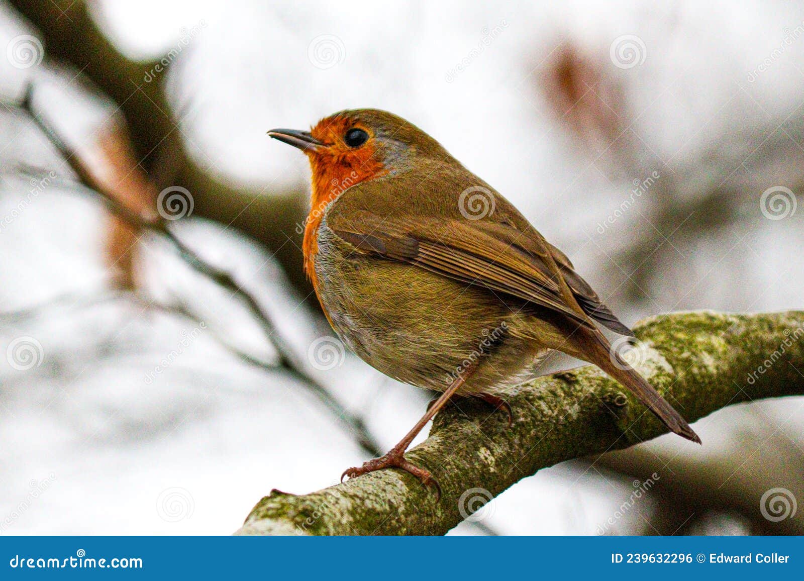 Robin in a tree stock photo. Image of tree, england - 239632296