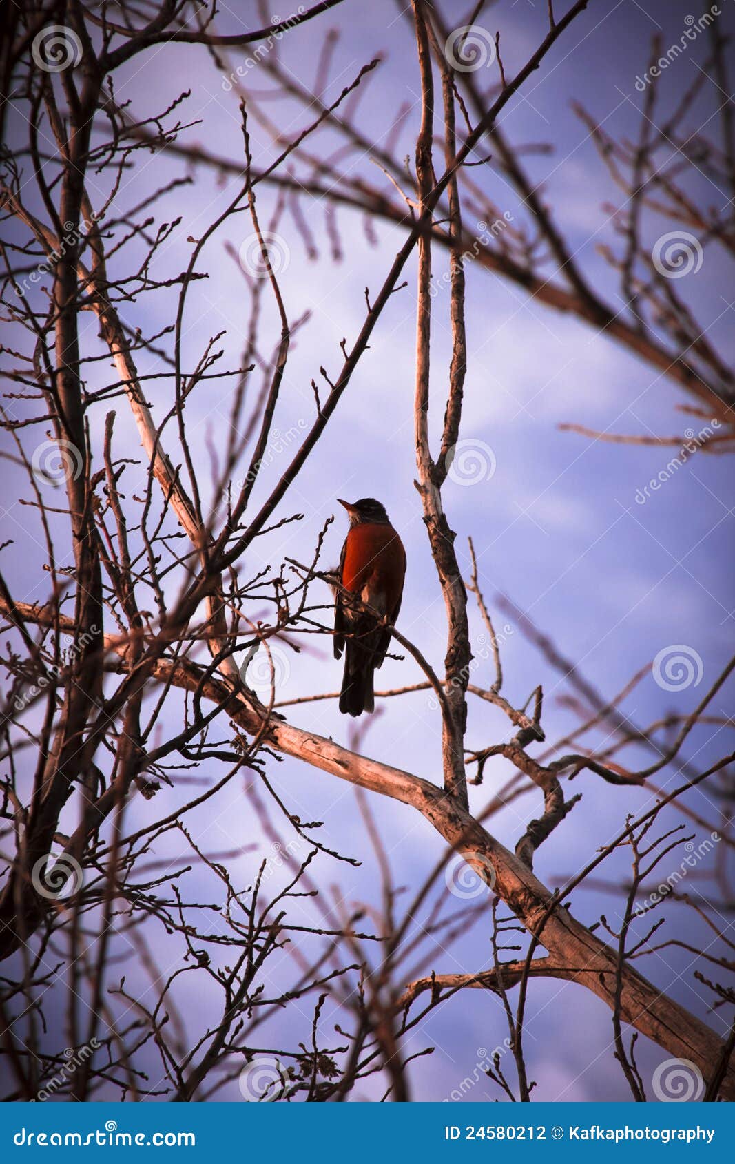 Robin in a Tree stock photo. Image of robin, color, animal - 24580212