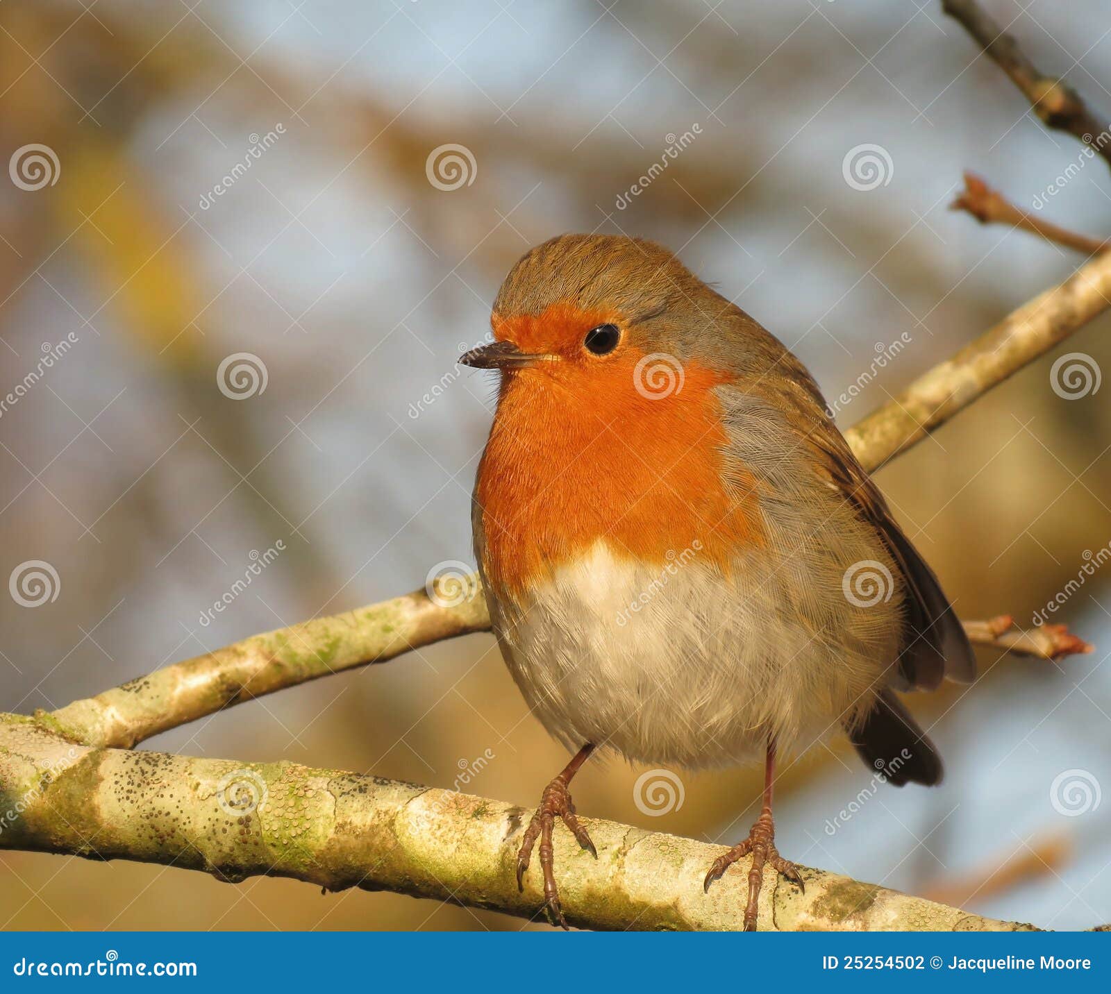 Robin In Tree Royalty-Free Stock Image | CartoonDealer.com #25254502