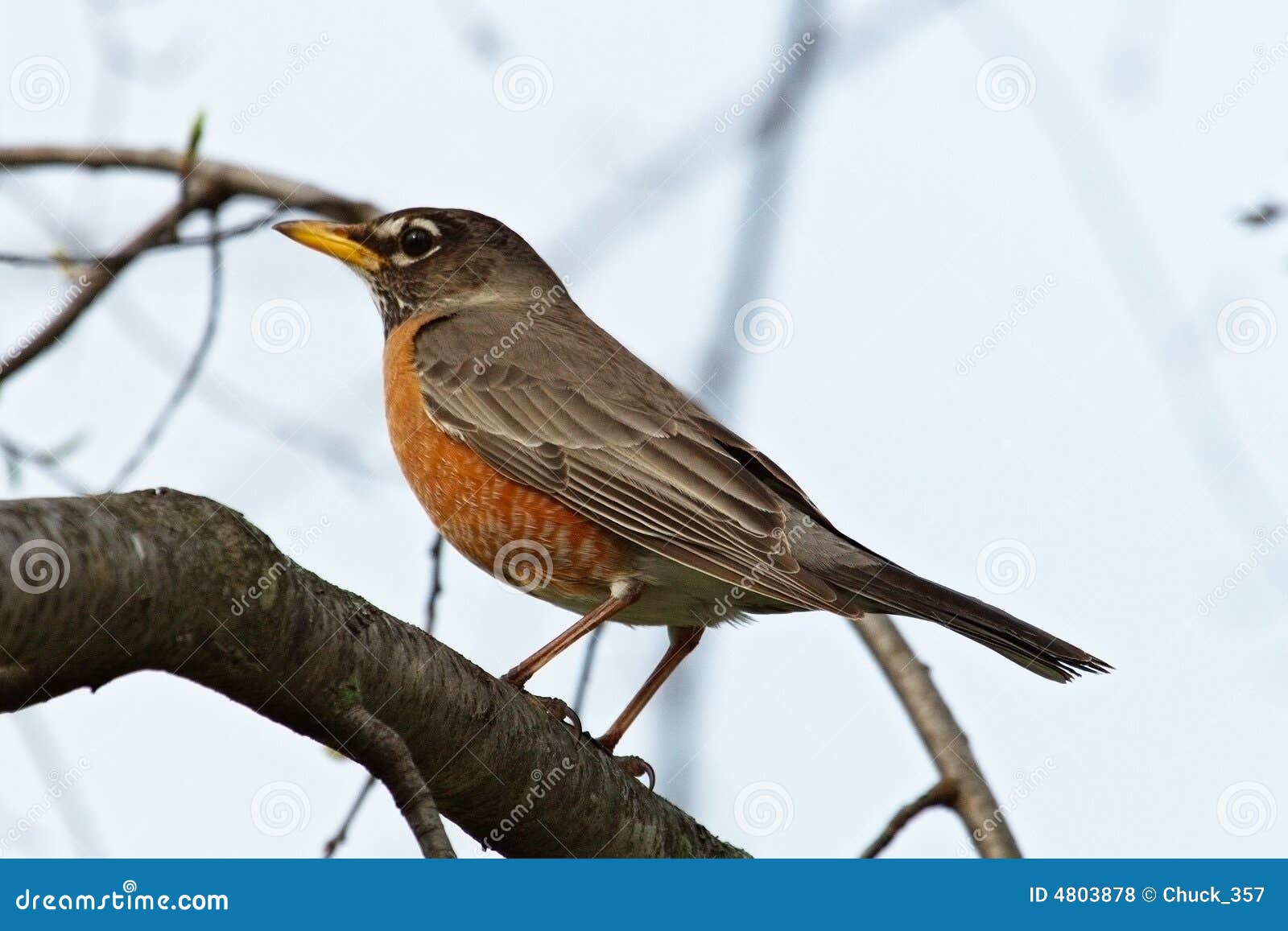 Robin in a Tree stock photo. Image of spring, robin, avian - 4803878