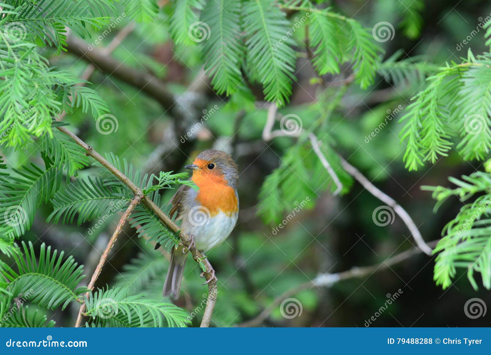 Robin stock photo. Image of bird, tree, nature, robin - 79488288