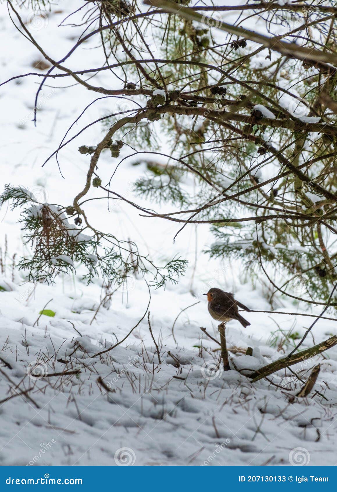 Bird Leaning Down Beneath A Twig Of A Plant In An Attractive Stance ...