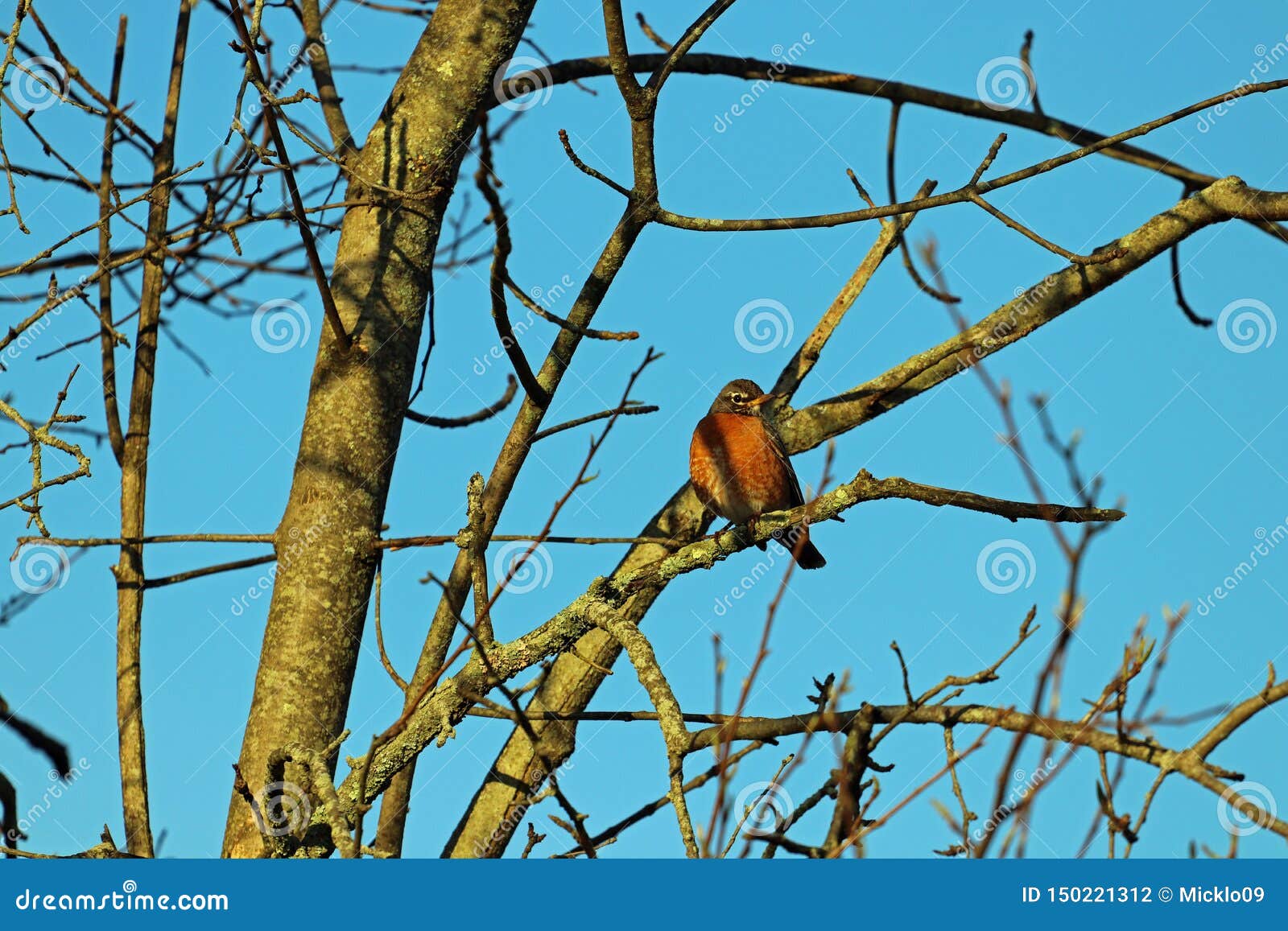 Robin on a tree branch stock photo. Image of animal - 150221312