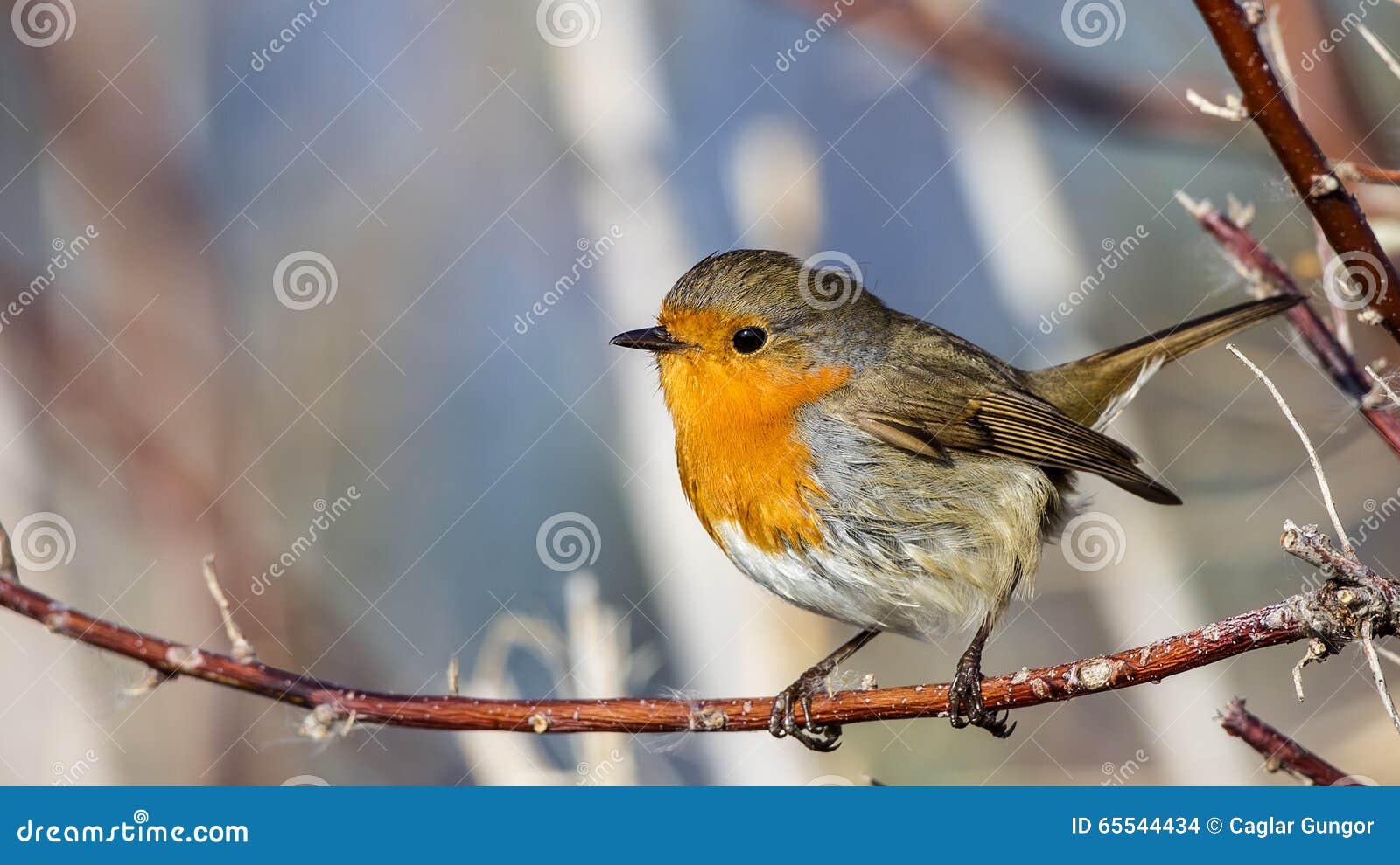 Robin on Tree Branch stock photo. Image of bill, nature - 65544434