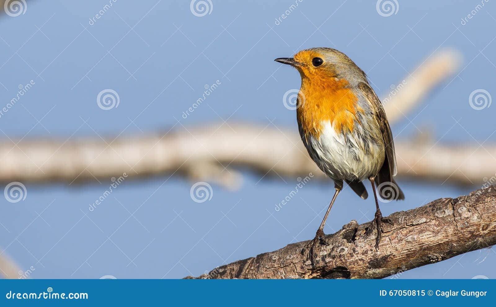 Robin on Tree Branch stock image. Image of tree, perching - 67050815