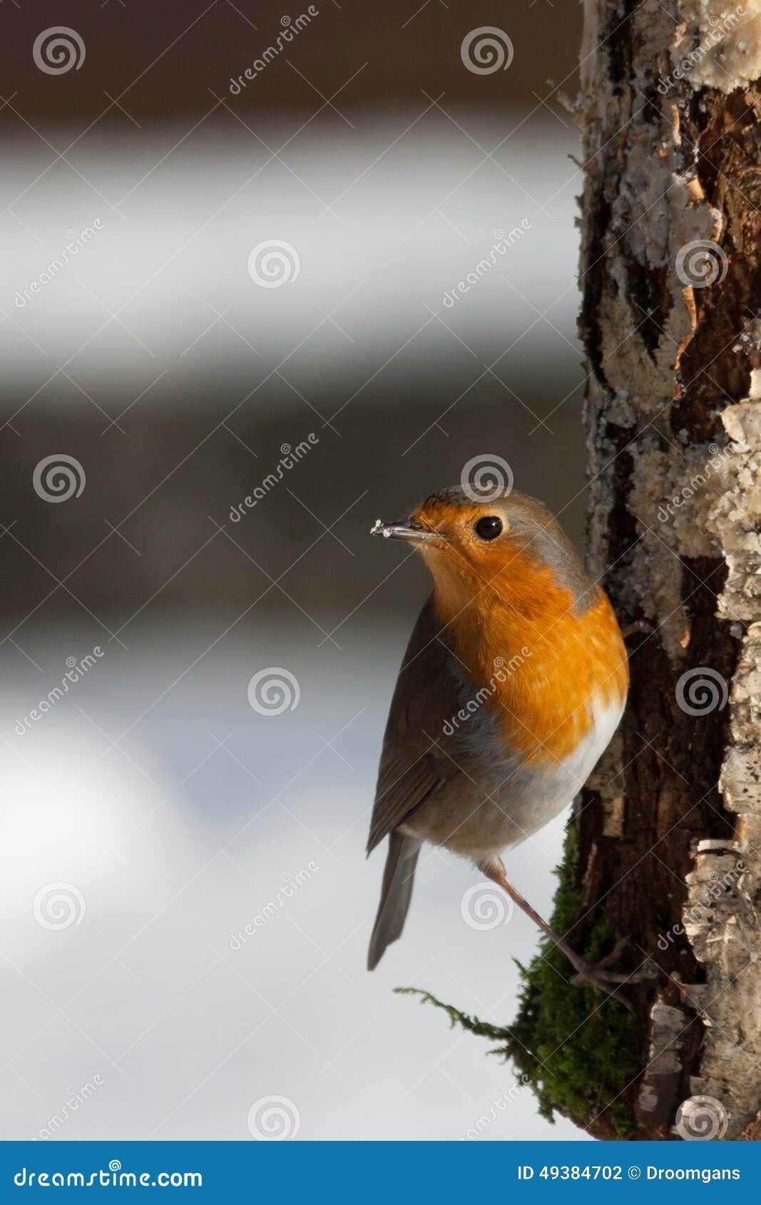 Robin on a tree stock photo. Image of reddish, orange - 49384702
