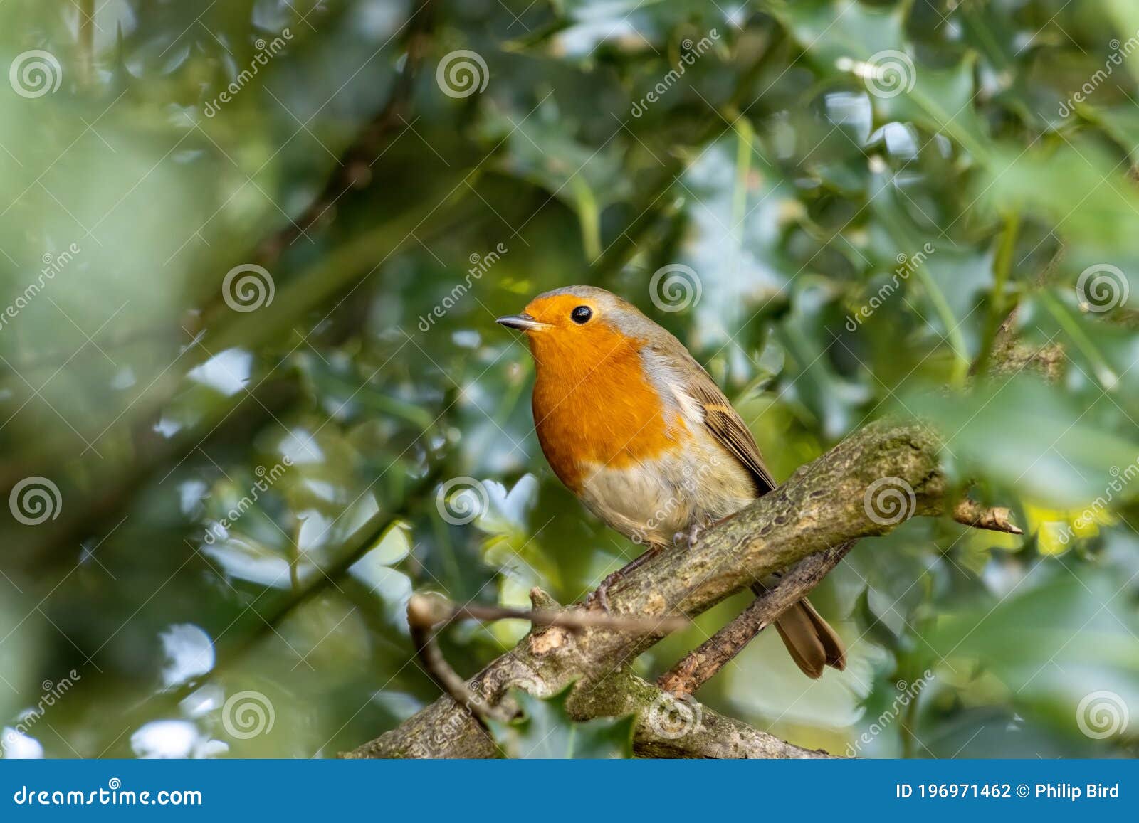 Robin in a Tree on the First Day of Autumn Stock Photo - Image of robin ...