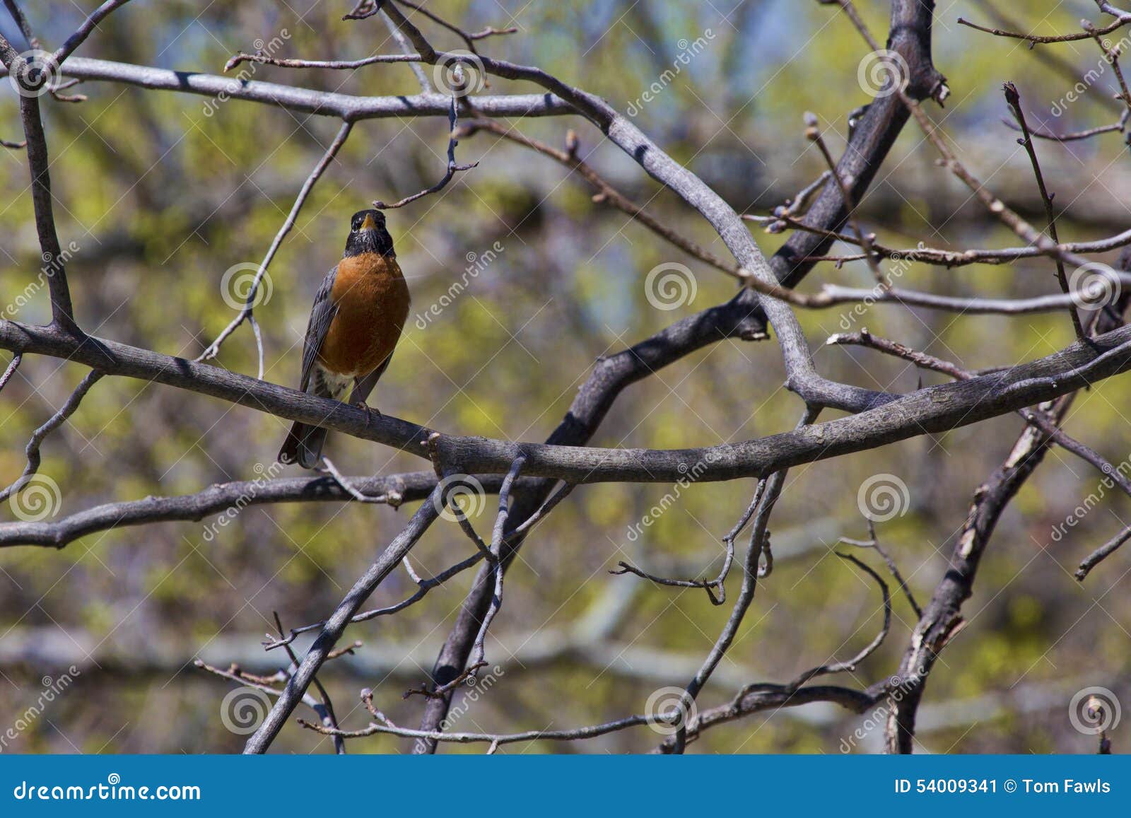 Robin in a Tree stock image. Image of nature, robin, bark - 54009341