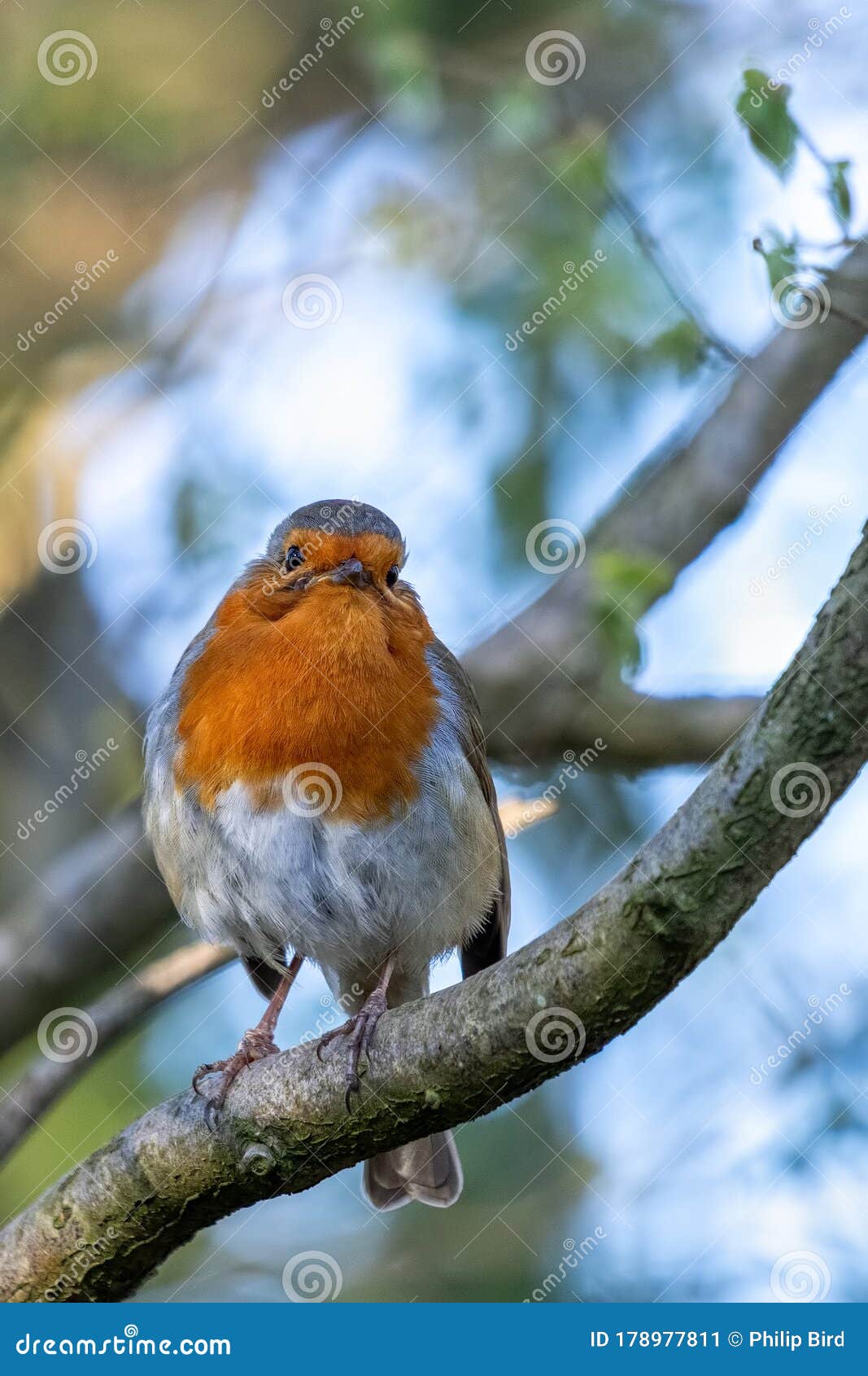 Robin in a Tree on a Spring Day Stock Image - Image of season, orange ...