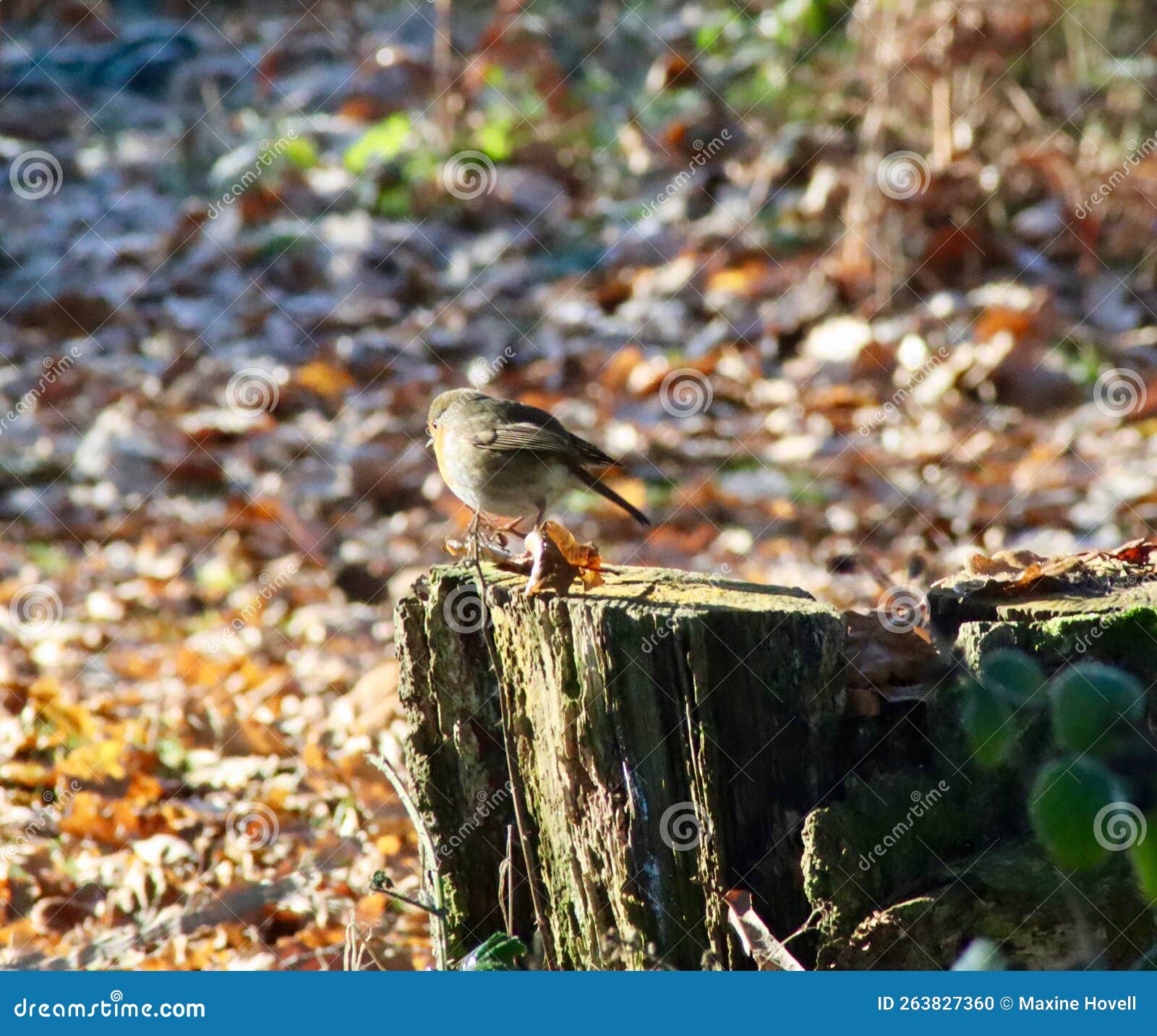 Robin on a tree stump stock photo. Image of nature, stumb - 263827360