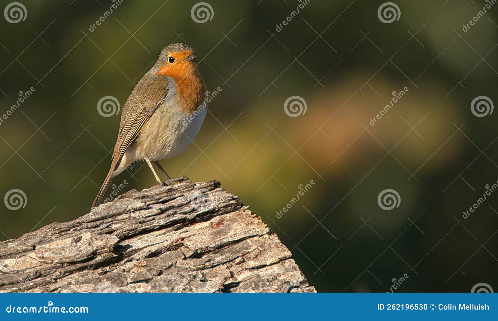 Robin on a tree stump stock photo. Image of branch, finch - 262196530