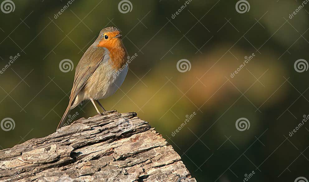Robin on a tree stump stock photo. Image of branch, finch - 262196530