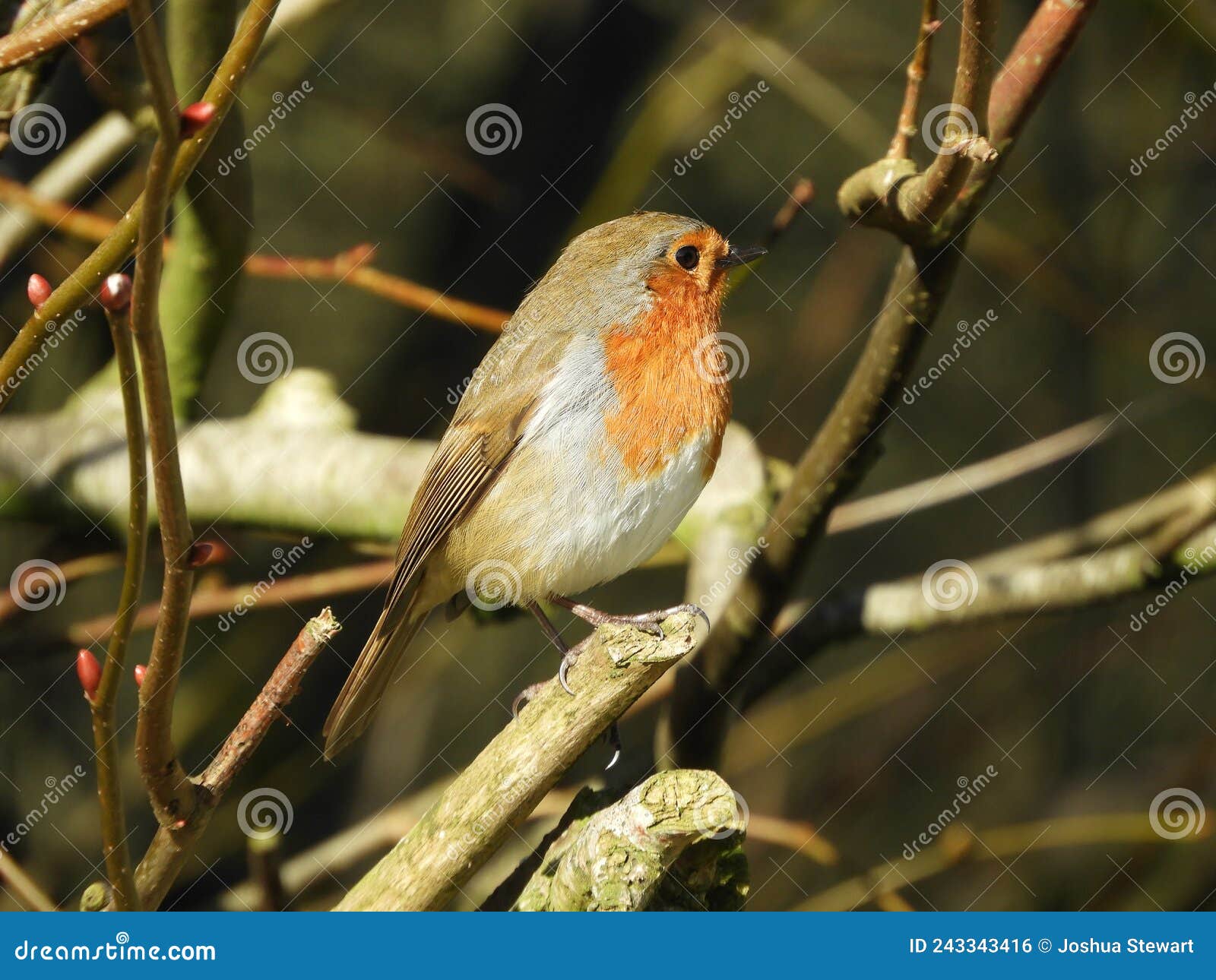 Robin in the trees stock photo. Image of wildlife, branch - 243343416