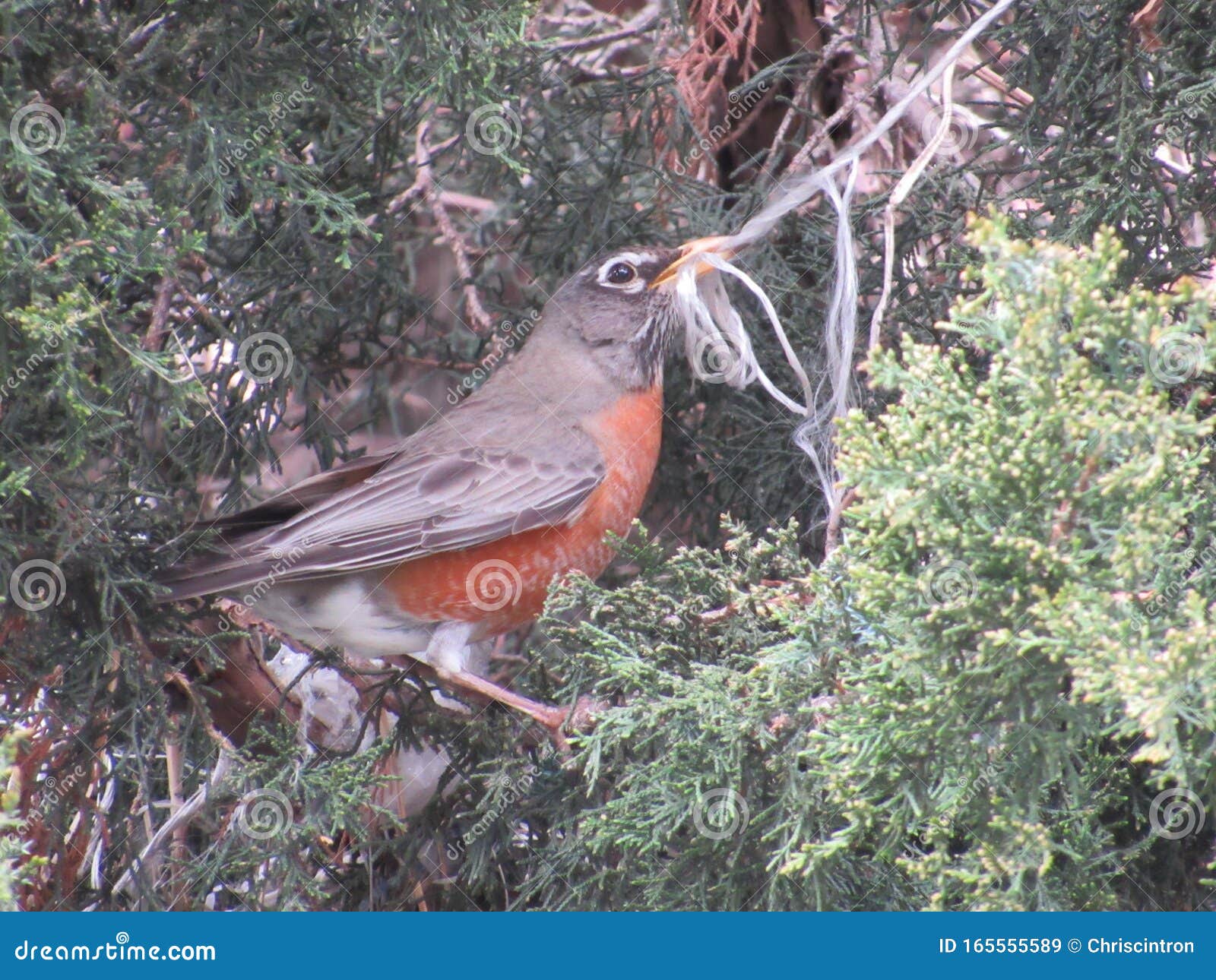 Robin Trying To Pull a Piece of String Stock Image - Image of tree ...