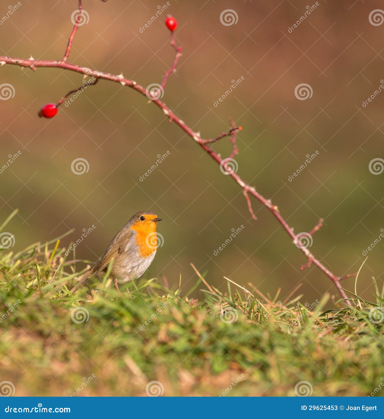 Robin under Dog Rose stock image. Image of feathers, birds - 29625453
