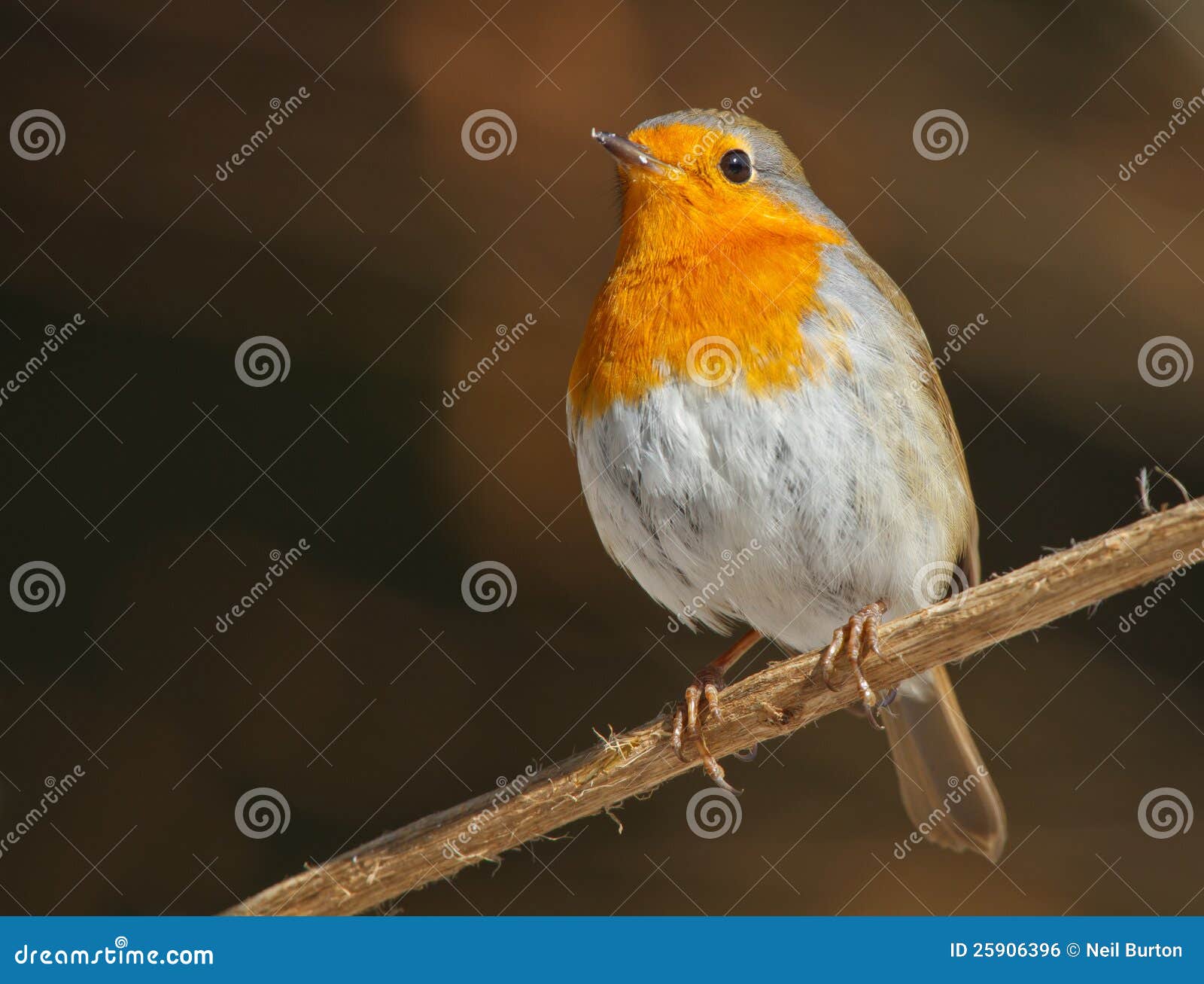 Robin under the sun stock photo. Image of chickadee, forest - 25906396