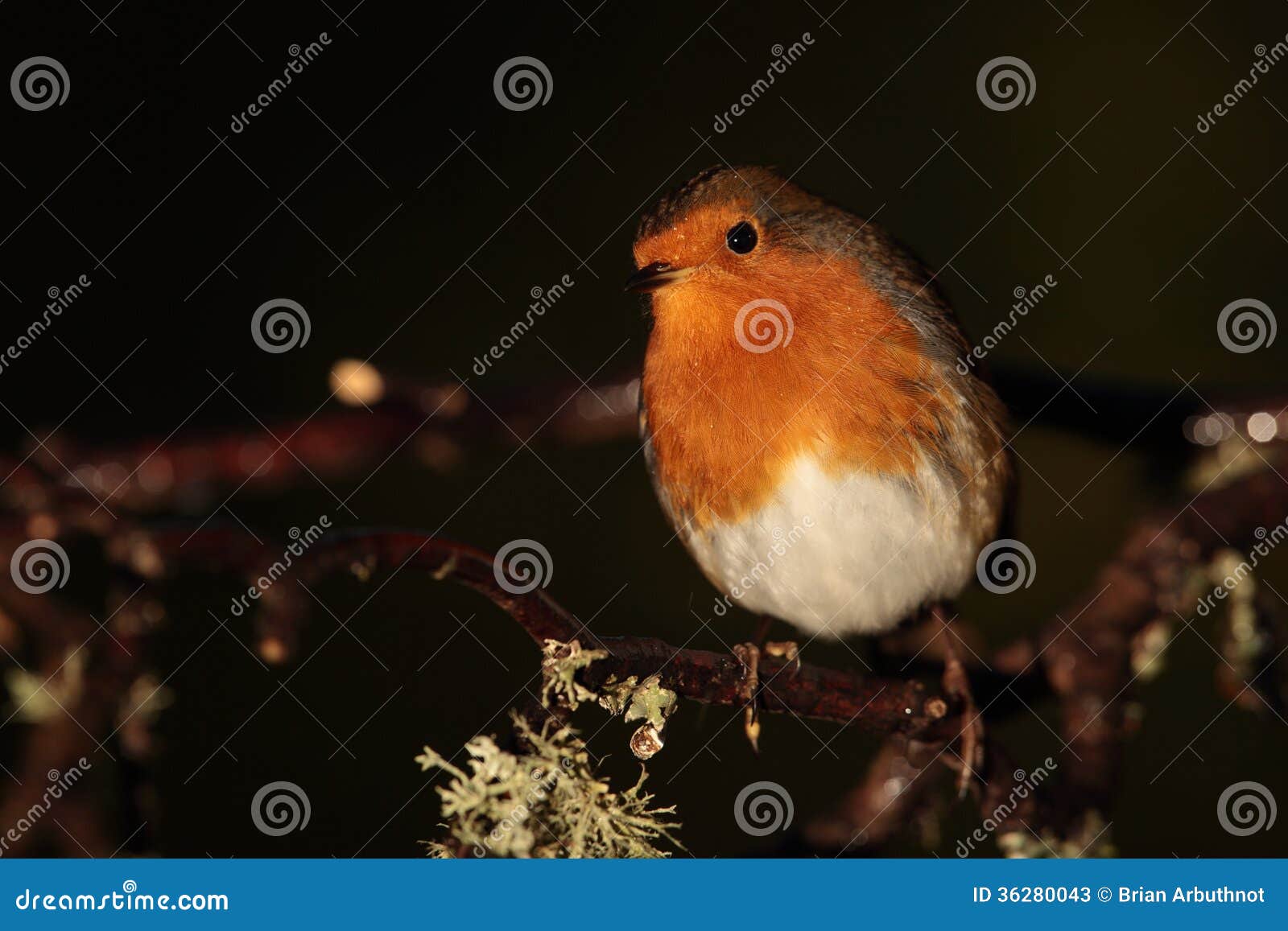 Robin. stock image. Image of wildlife, nature, feathers - 36280043