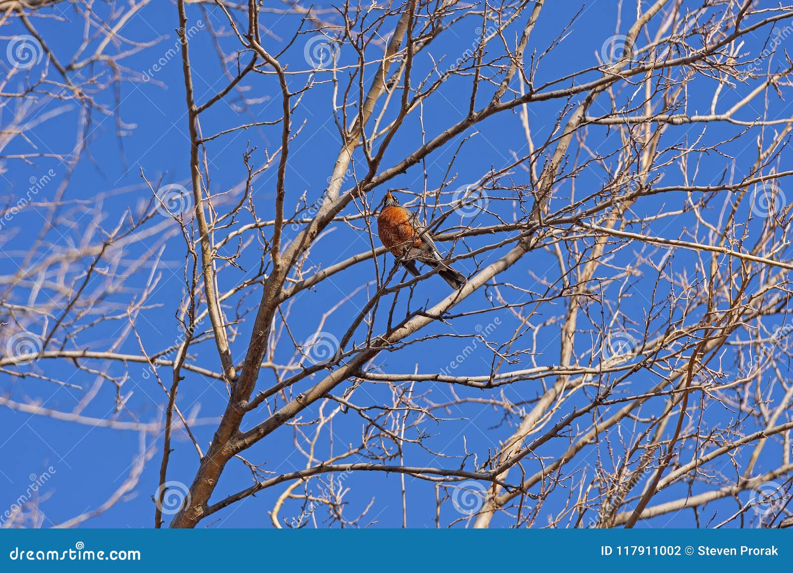 A Robin Viewed from Below stock photo. Image of nebraska - 117911002