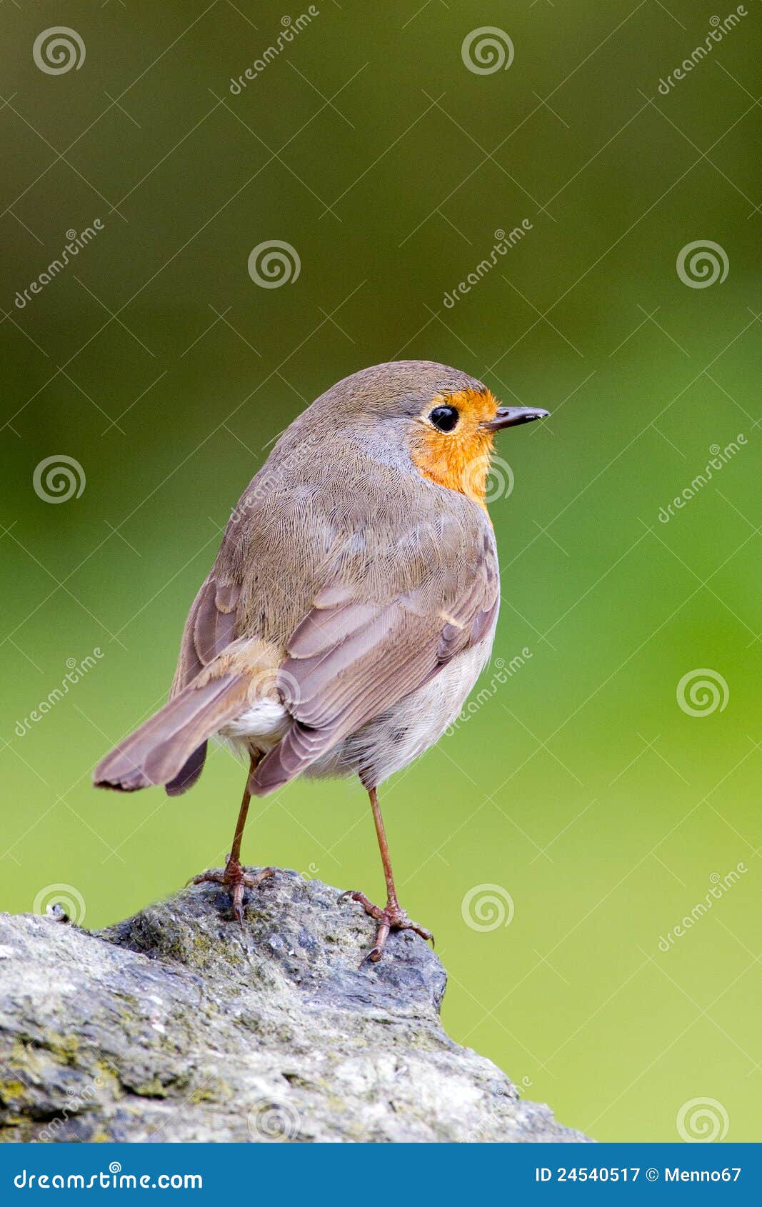 Robin-Vogel stockbild. Bild von wild, schnabel, zweig - 24540517