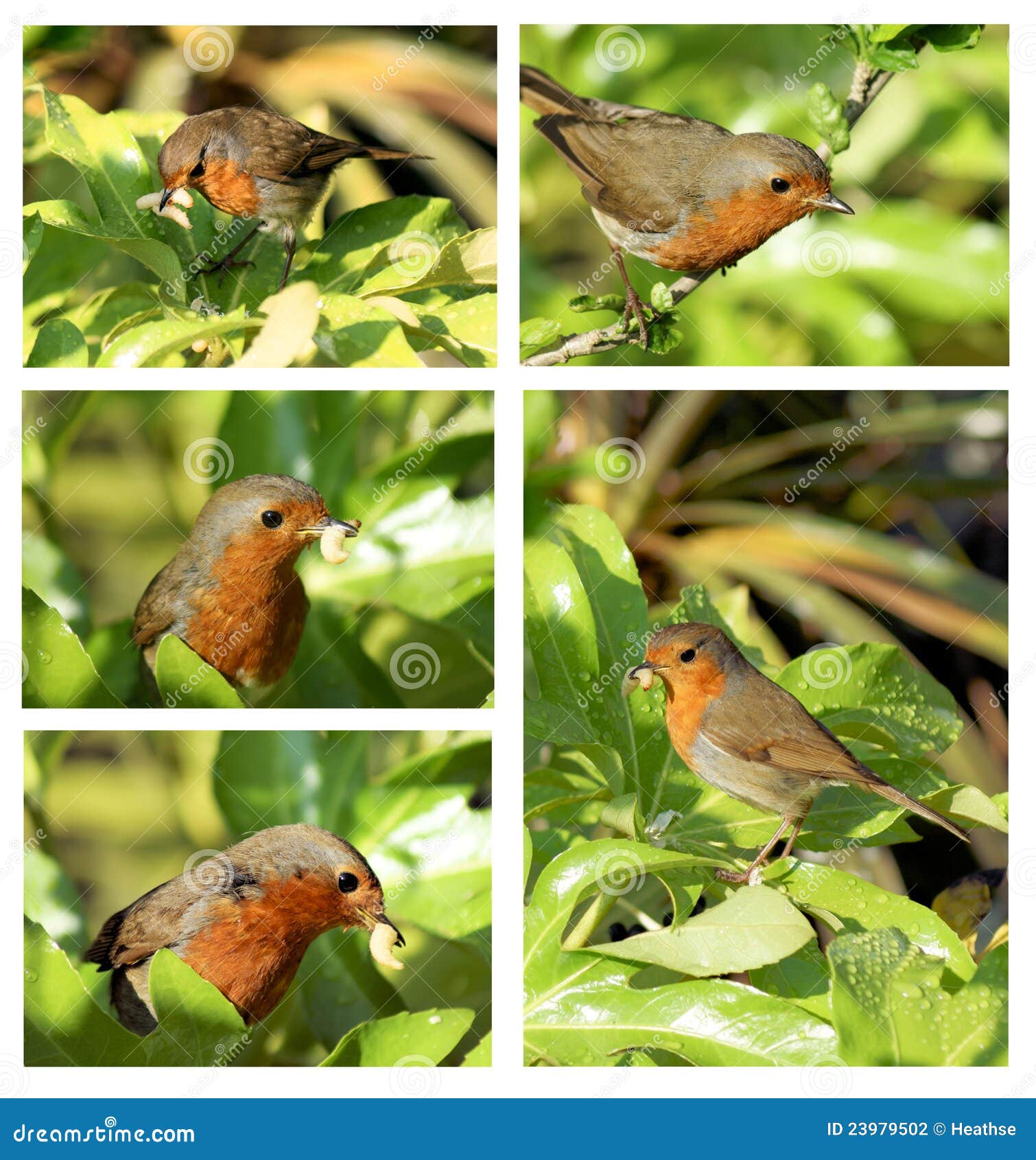Robin with Waxworms Collage Stock Photo - Image of waxworm, wild: 23979502