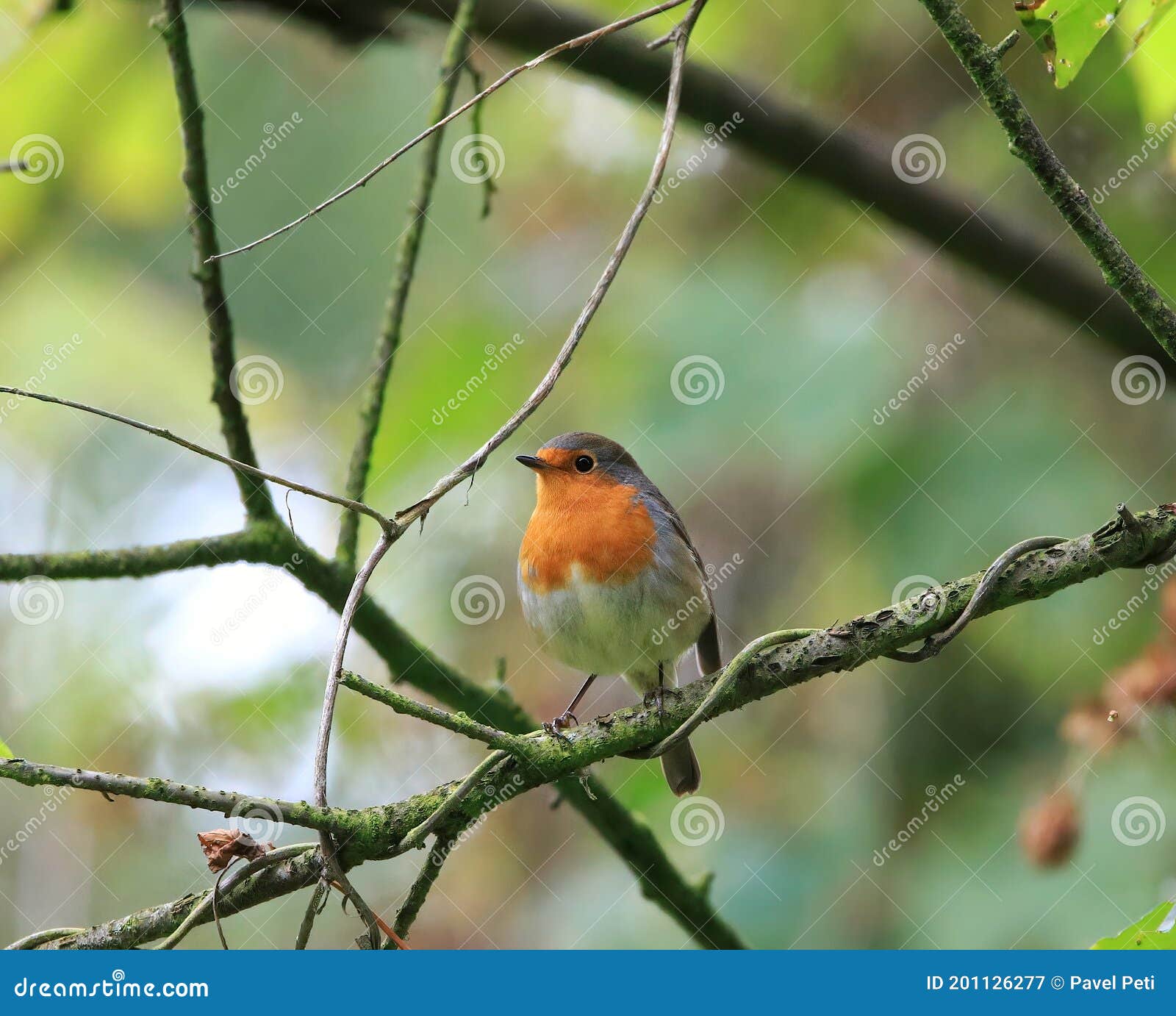 Robin in the wild stock image. Image of branch, beak - 201126277