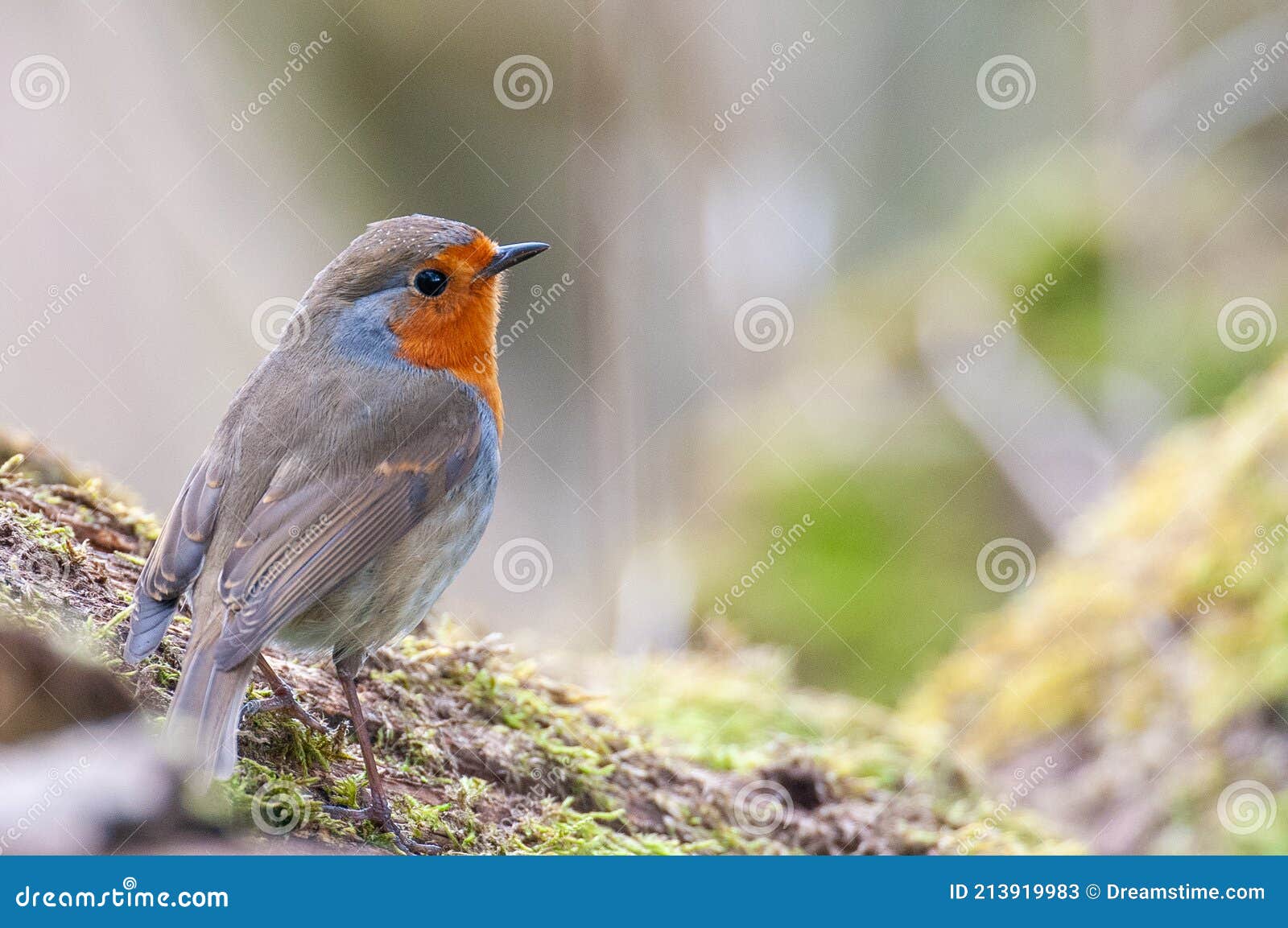 Robin in the wild stock image. Image of shorebird, finch - 213919983