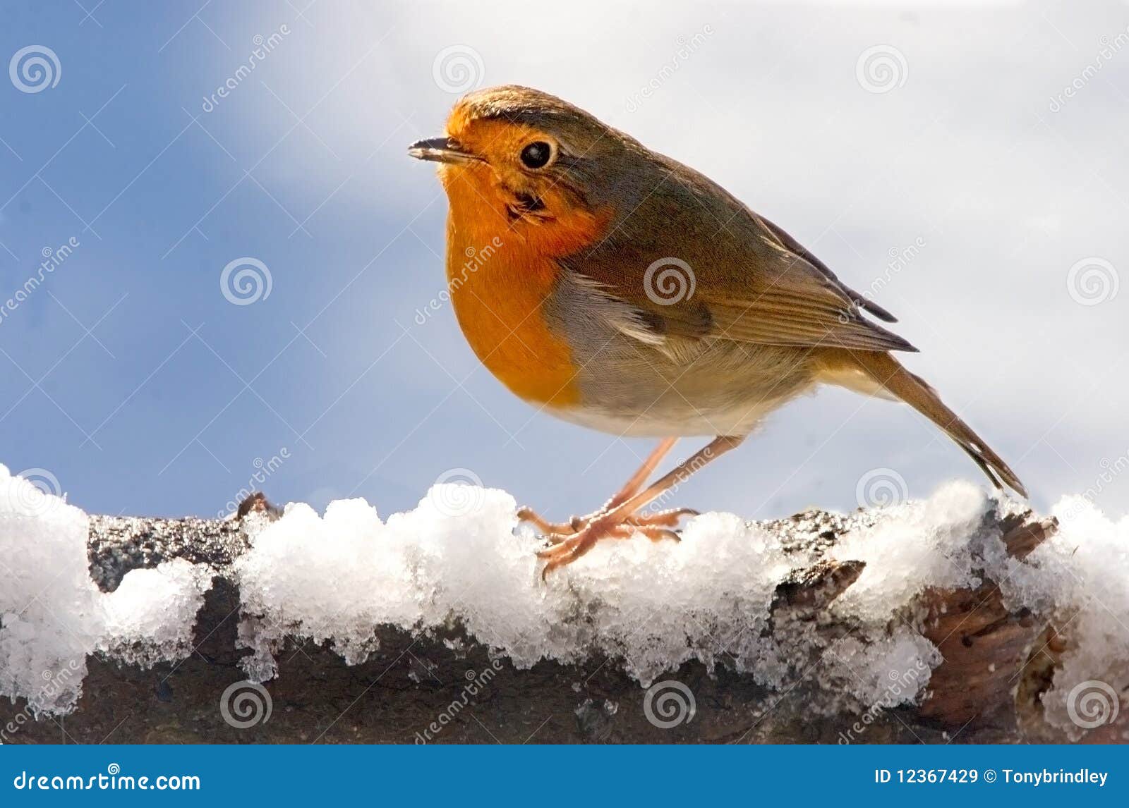 Robin in Winter stock image. Image of bird, winter, robin - 12367429