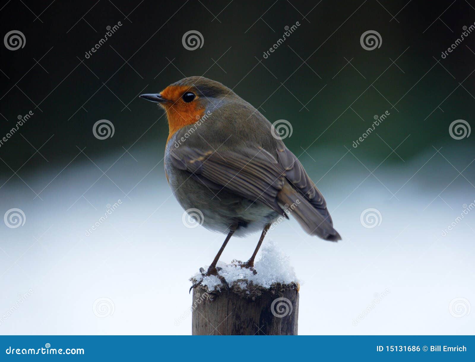 Robin in winter stock photo. Image of winter, food, wildlife - 15131686