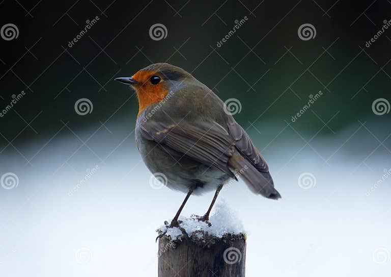 Robin in winter stock photo. Image of winter, food, wildlife - 15131686