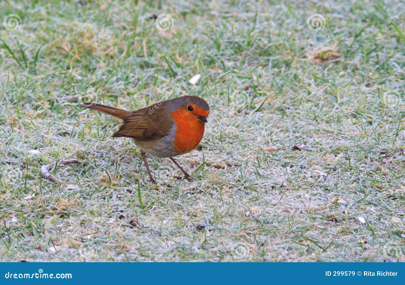 Robin in Winter stock image. Image of frozen, robin, ground - 299579
