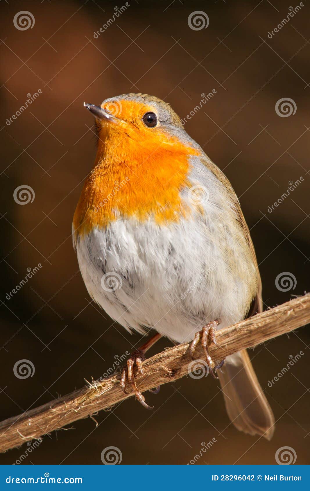 Robin on a winter branch stock photo. Image of xmas, holidays - 28296042