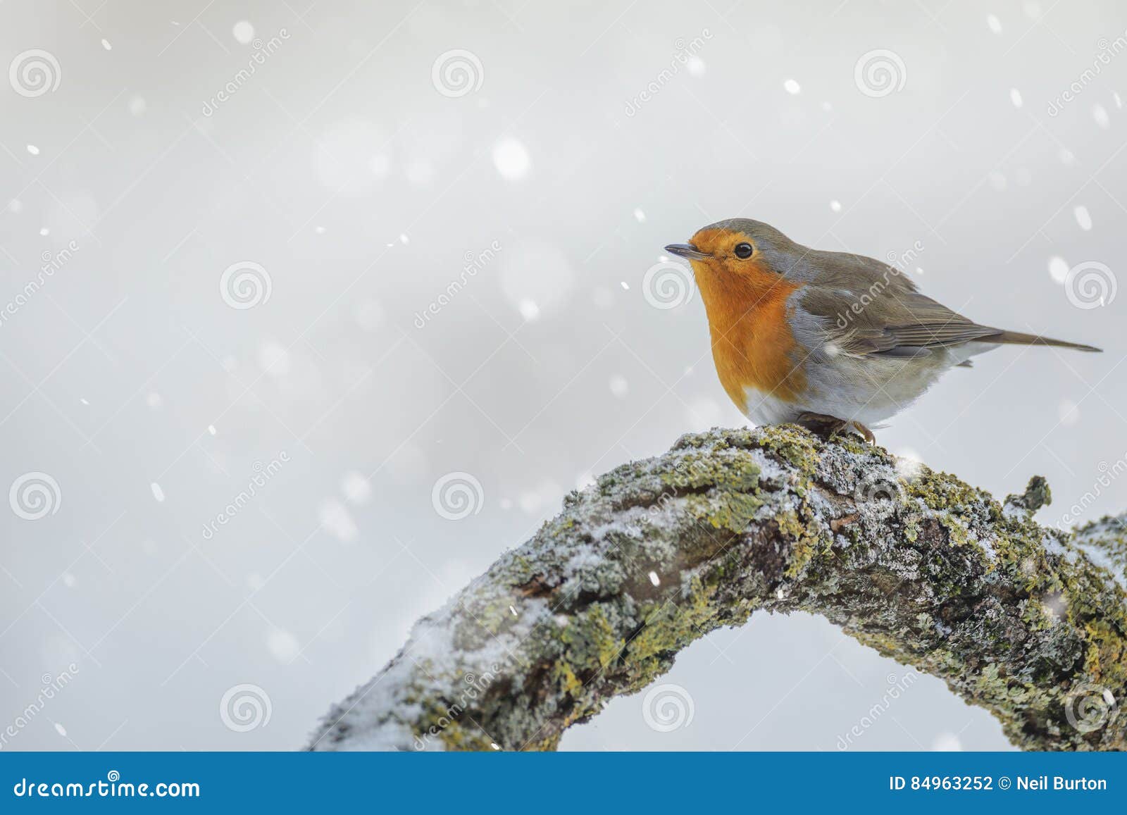 A robin in winter stock photo. Image of europe, perched - 84963252