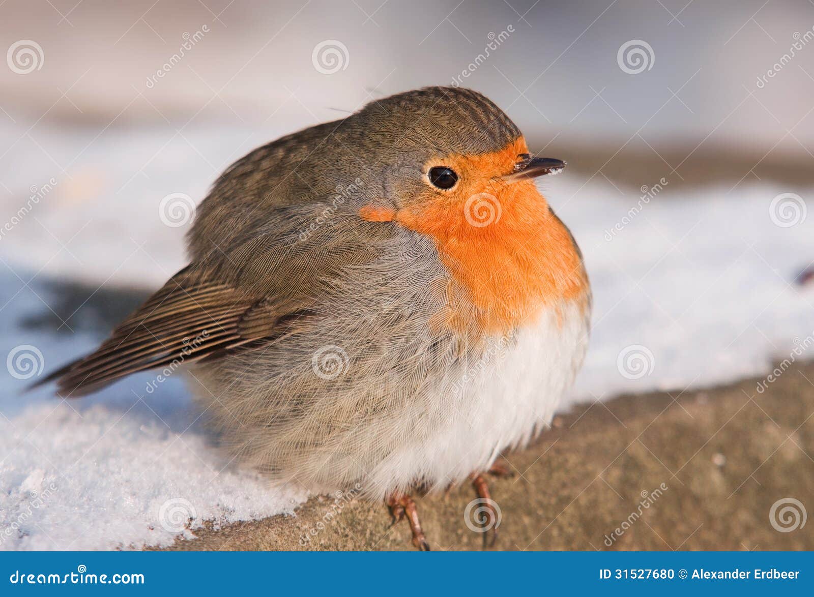 Robin stock photo. Image of winter, beak, cold, cute - 31527680