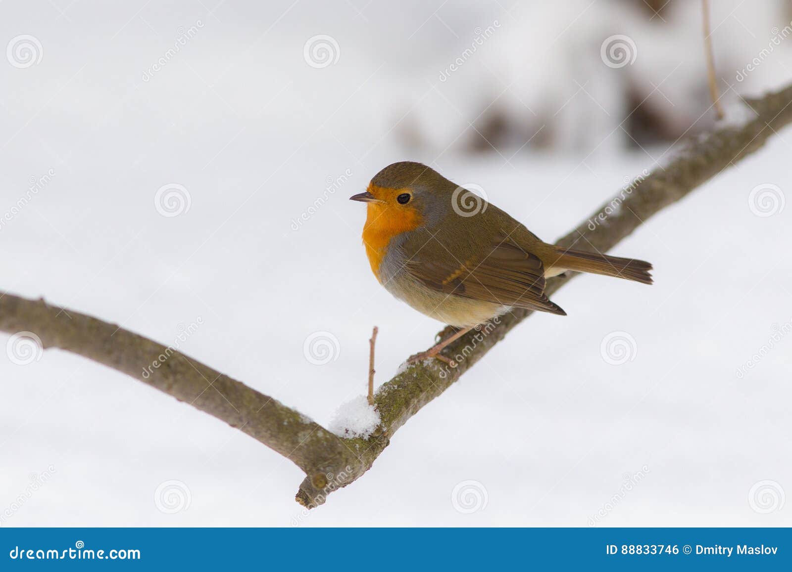 Robin in winter stock photo. Image of woods, nature, cold - 88833746