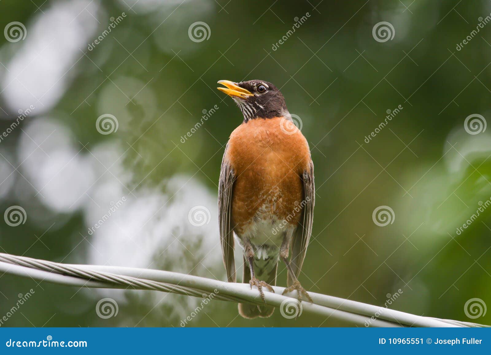 Robin on a wire stock image. Image of songbird, state - 10965551