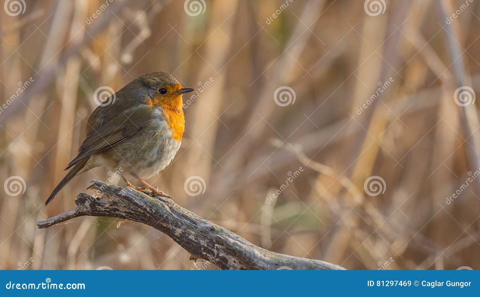 Robin on Wooden Log stock image. Image of feather, plumage - 81297469
