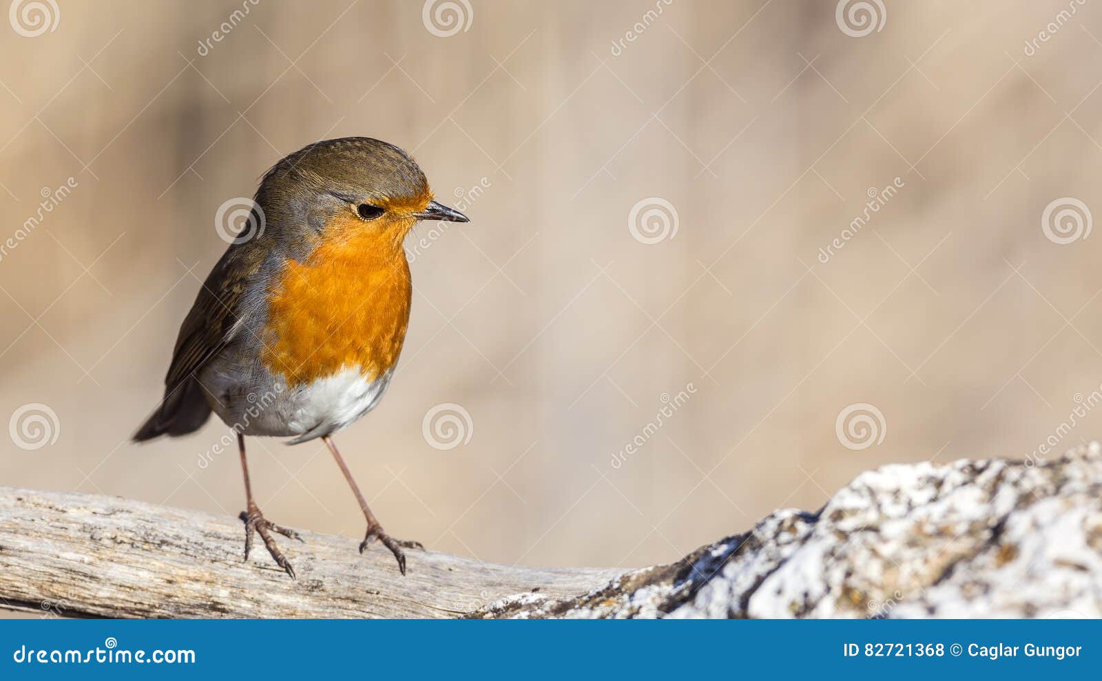 Robin on Wooden Log stock photo. Image of bird, wildlife - 82721368