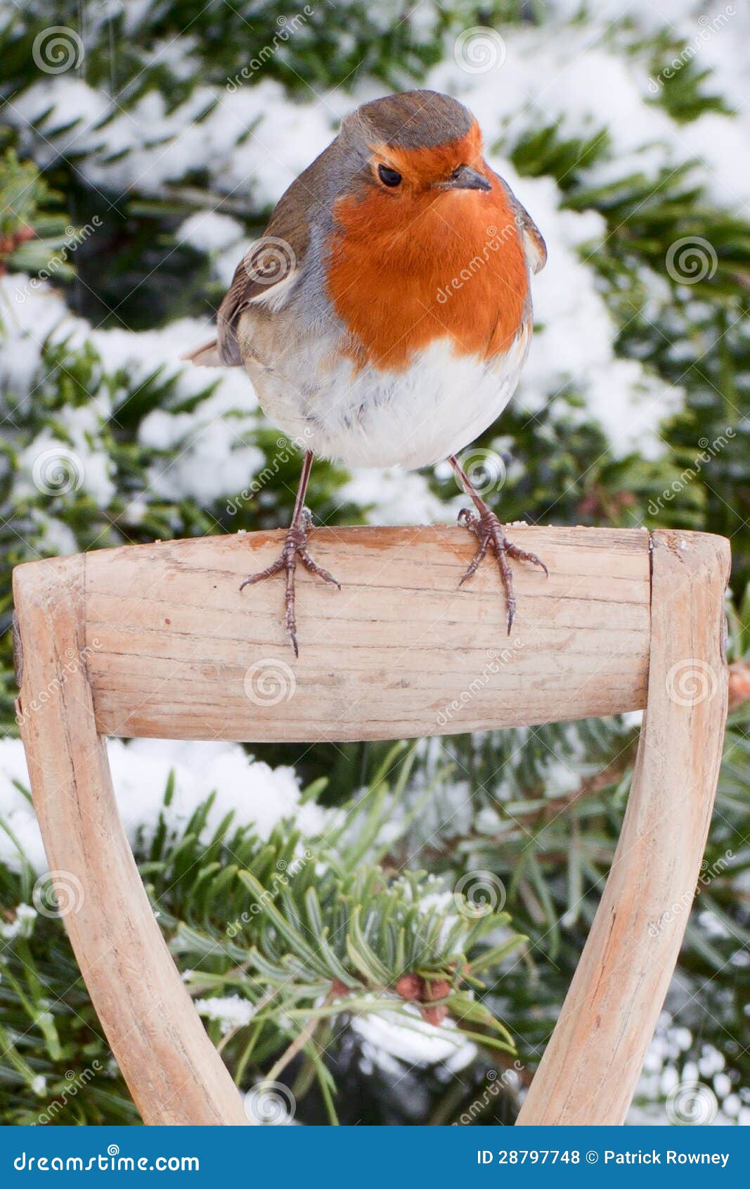 Robin on Wooden Spade Handle Stock Photo - Image of beak, colour: 28797748