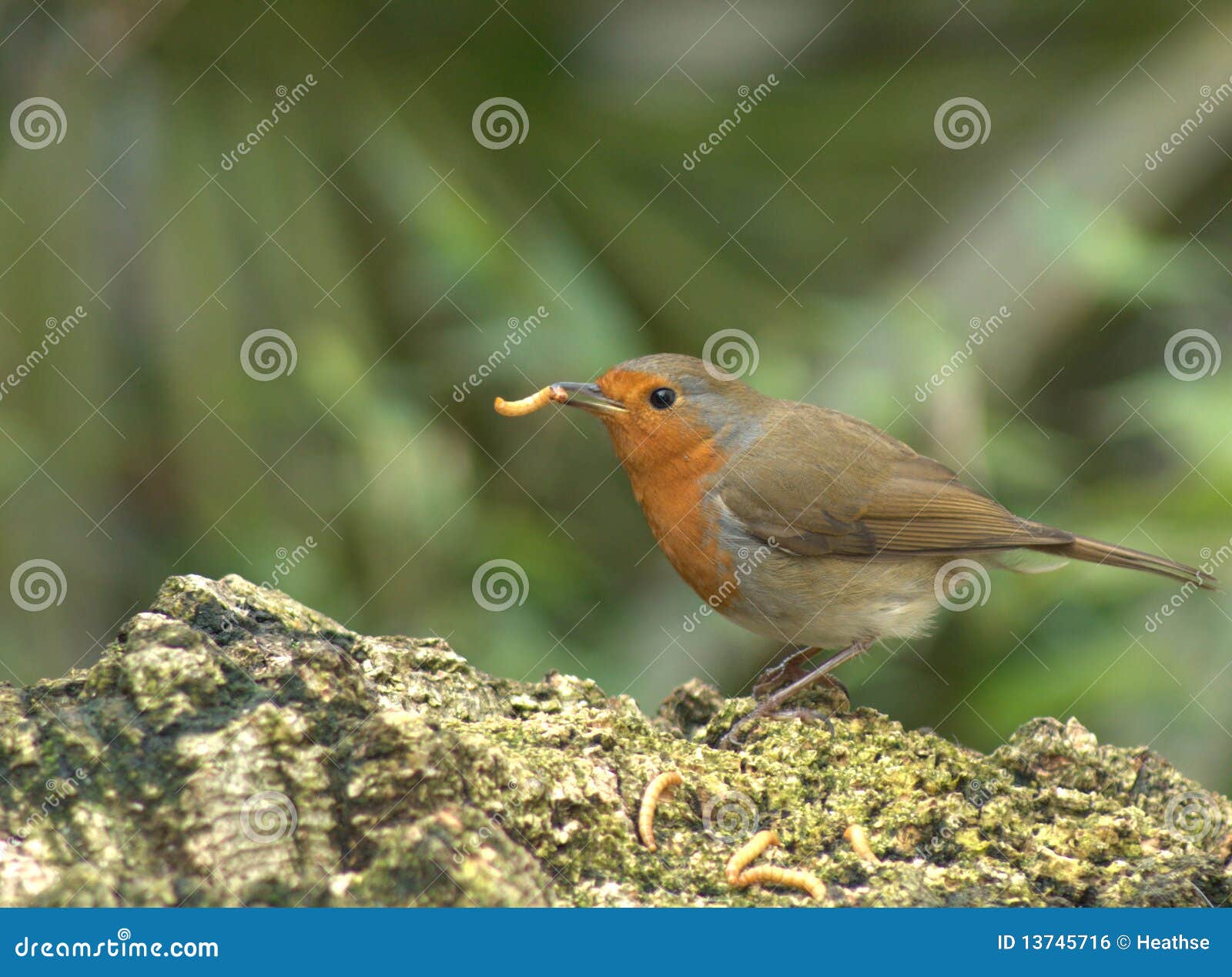 Robin and worm stock photo. Image of bird, wildlife, erithacus - 13745716