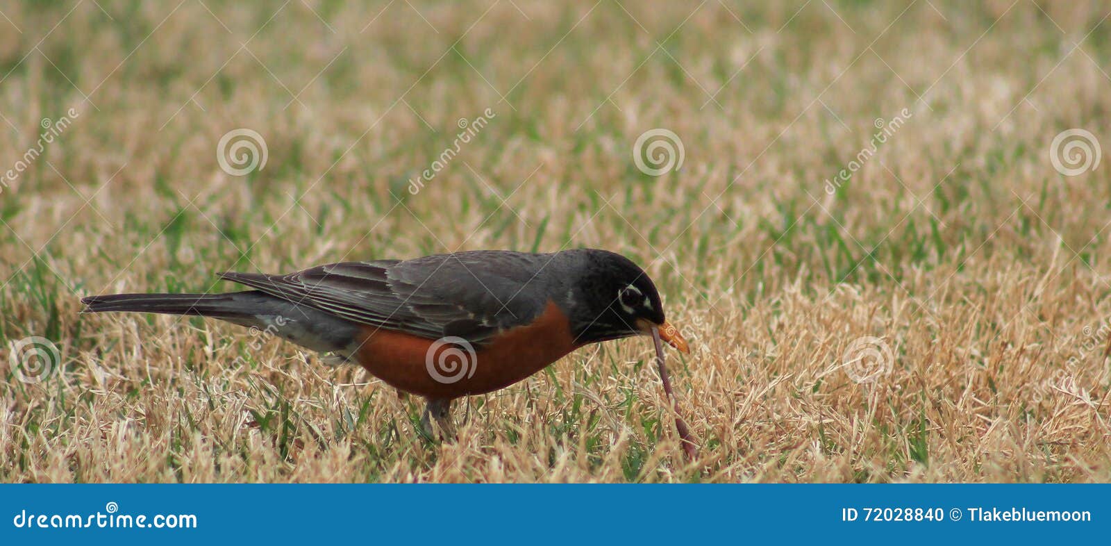 Robin worm pull stock photo. Image of early, environment - 72028840